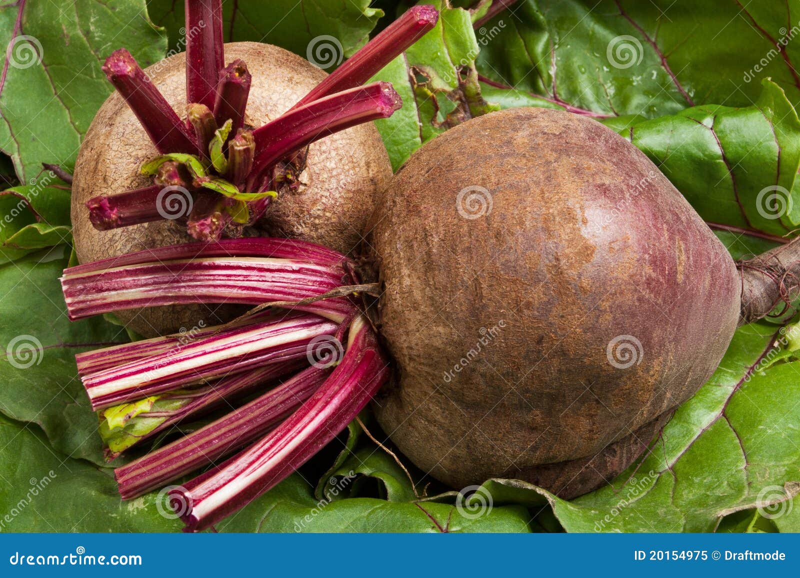 Two beets on leaves stock image. Image of purple, nutrient - 20154975