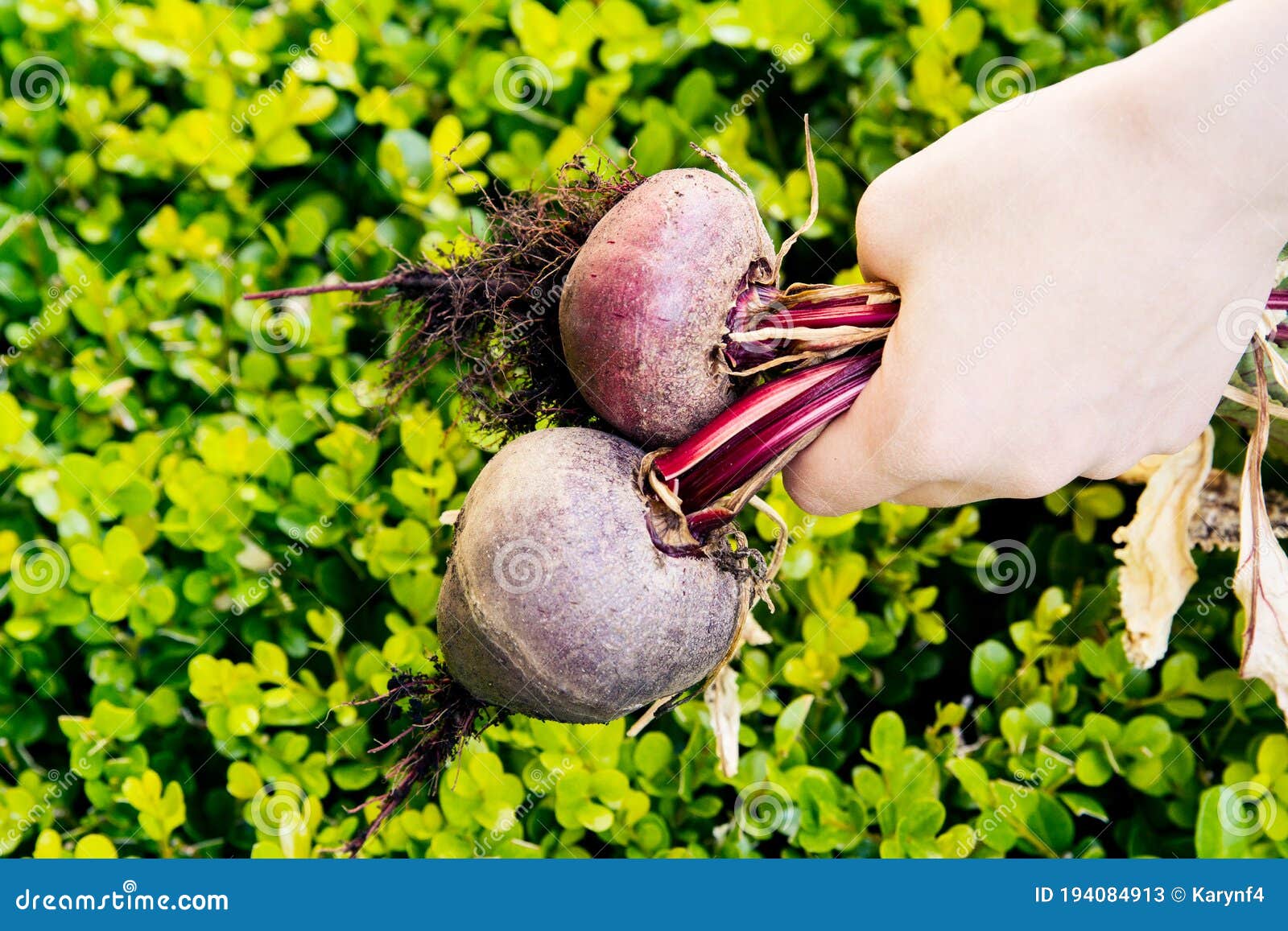 Child`s Hand Holding Two Beets Just Pulled from the Garden Stock Image ...