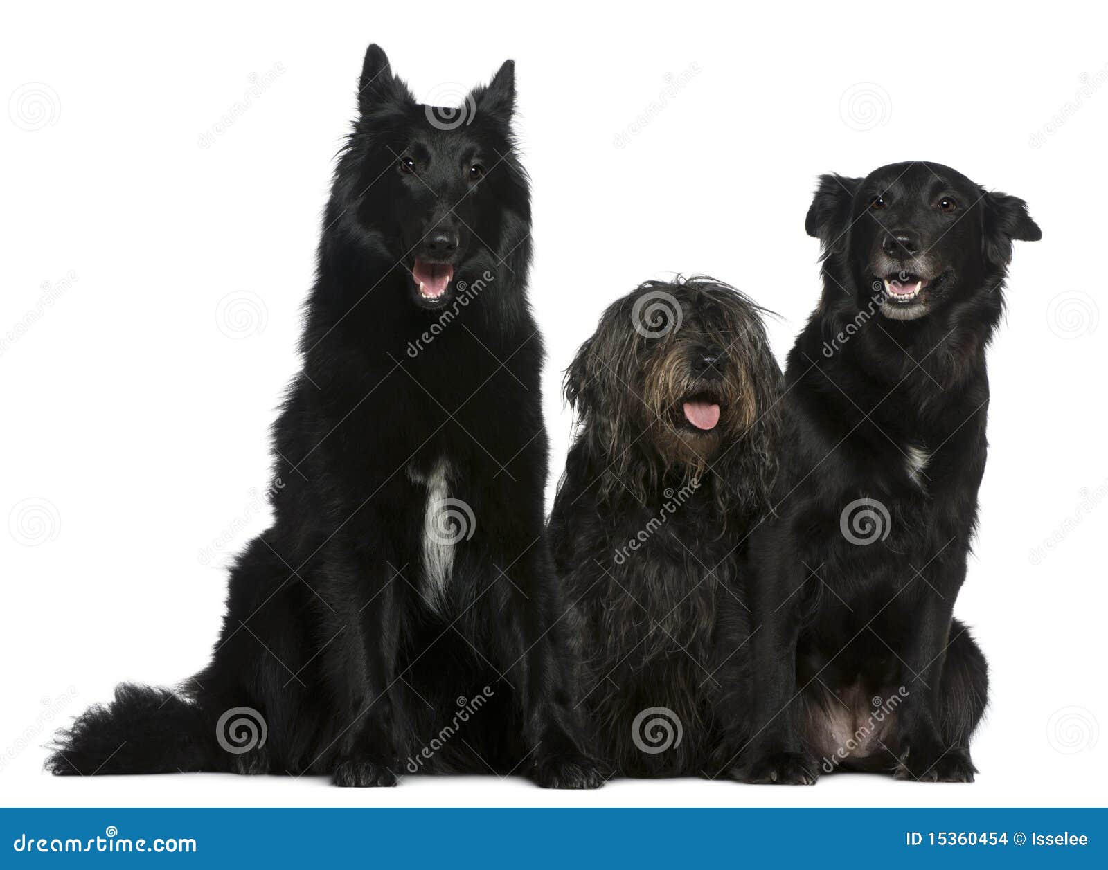 Belgian Shepherd Is A Mixed Breed