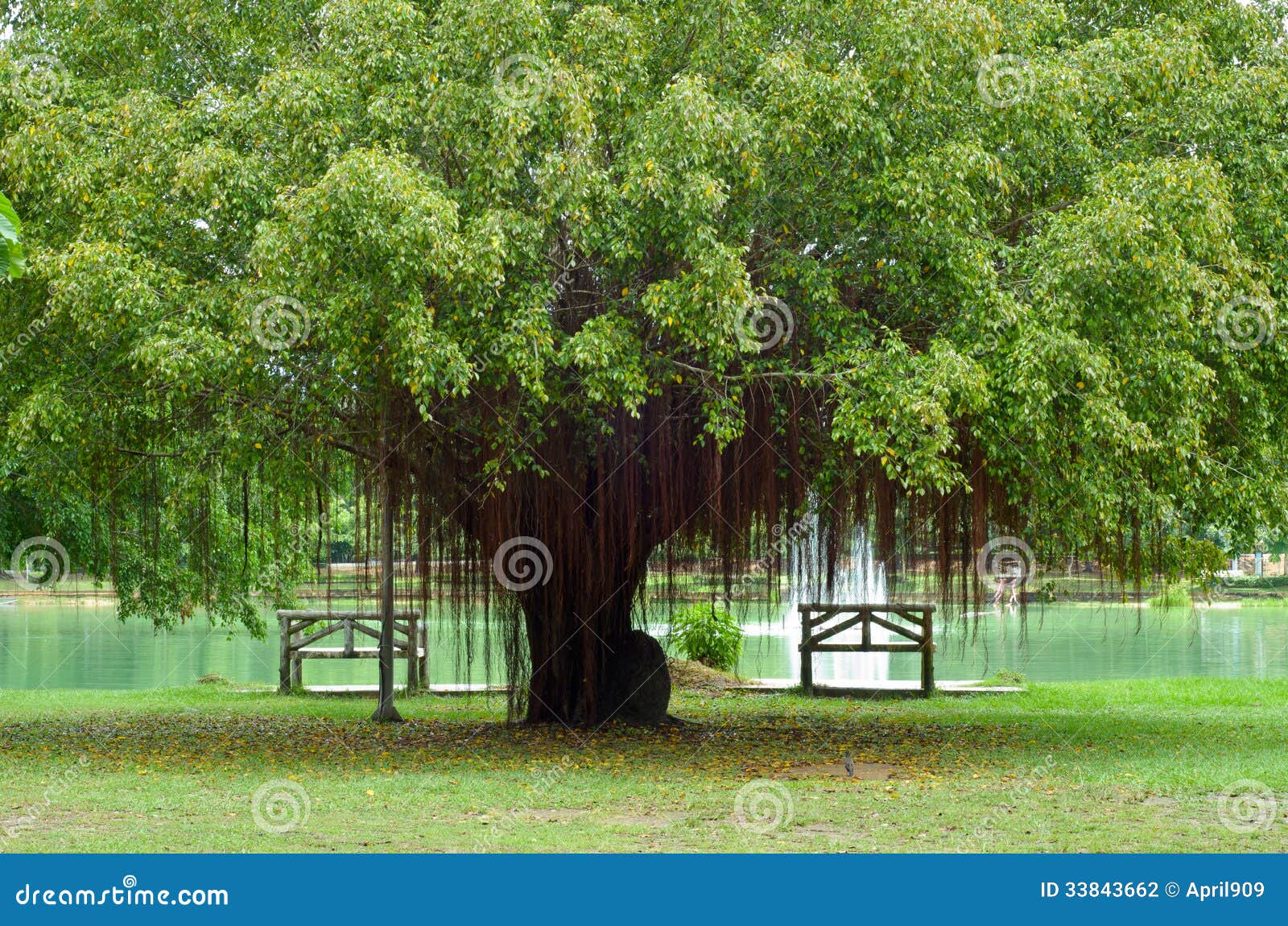 Two bench in the park. stock photo. Image of bench, park - 33843662
