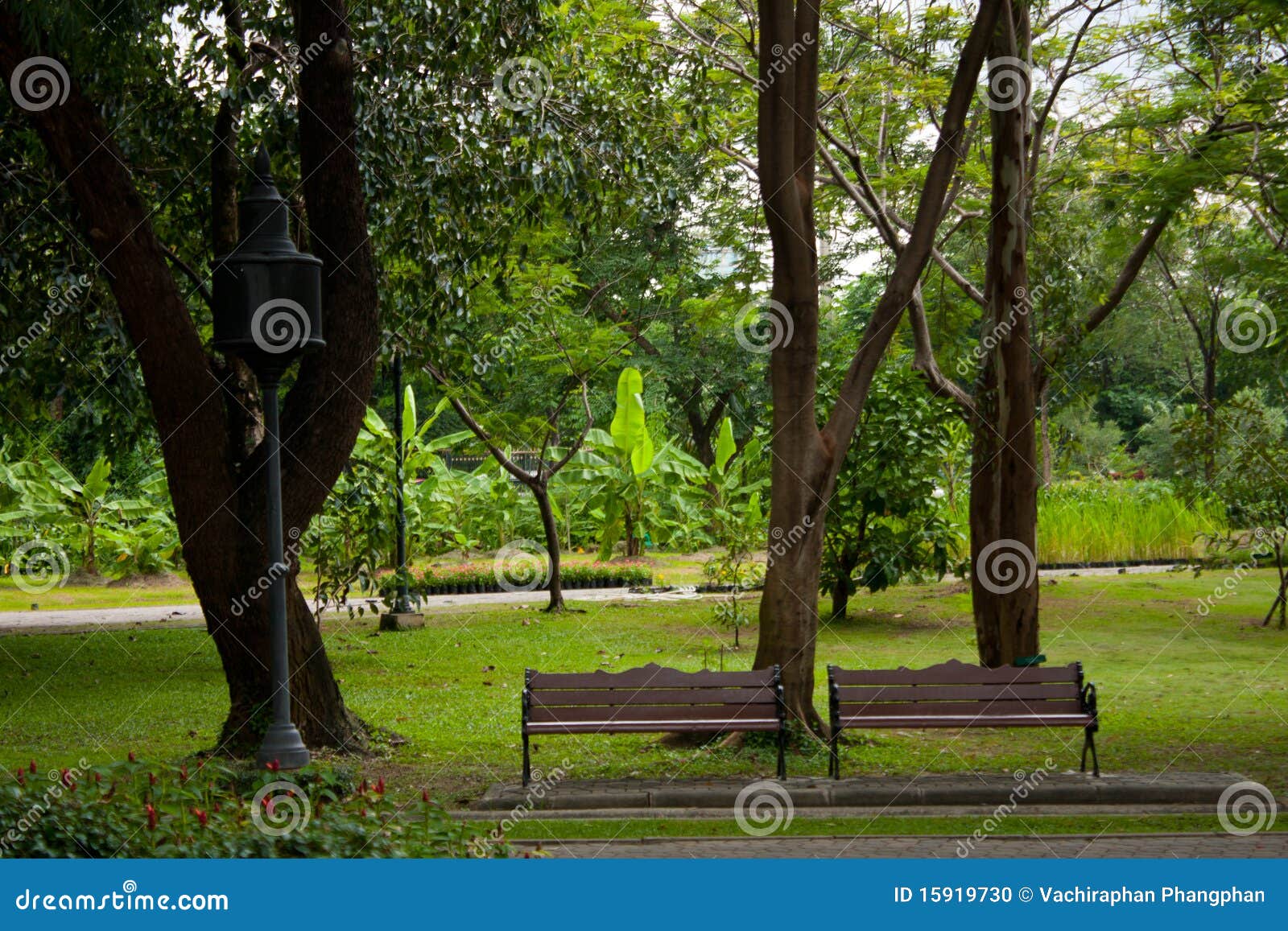 Two bench under tree stock photo. Image of light, background - 15919730