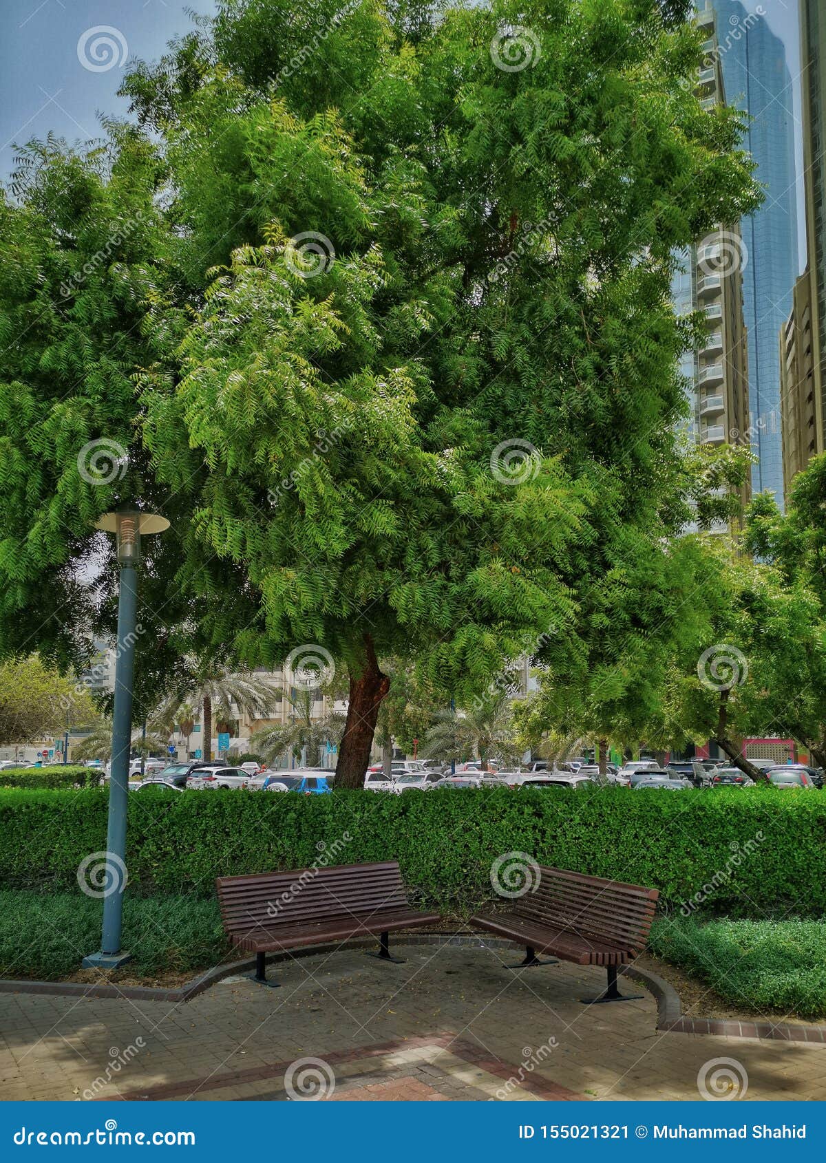 Two Benches and a Lamp Under a Tree Shade Stock Image - Image of ...