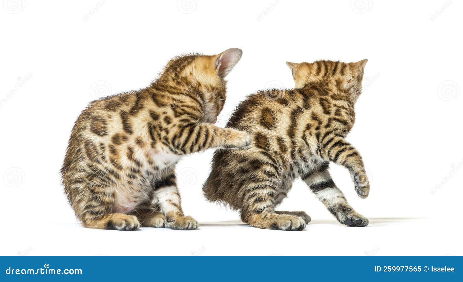 Two Bengal Cat Kittens Playing Together, Six Weeks Old, Isolated Stock ...
