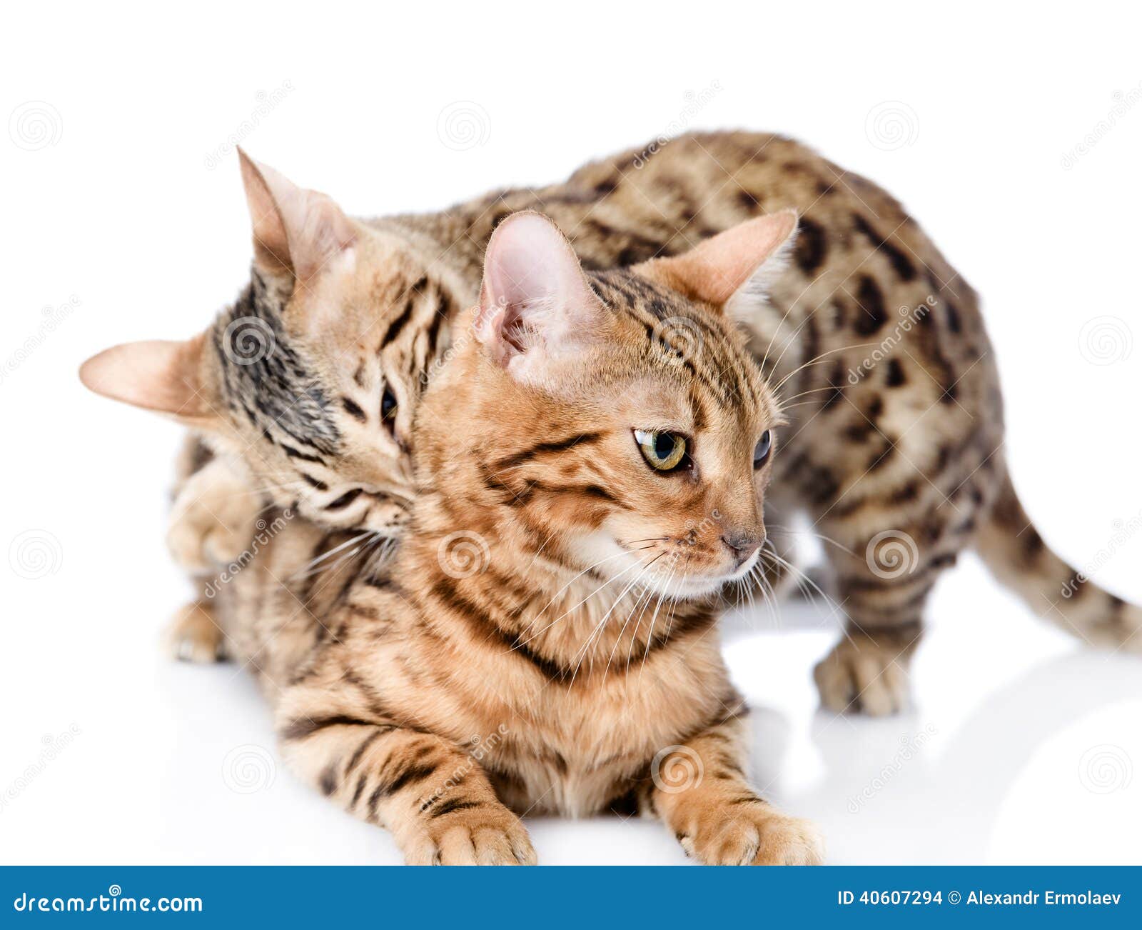 Two Bengal Cats. Mother Cat And Cub Looking Up. Stock Photo ...