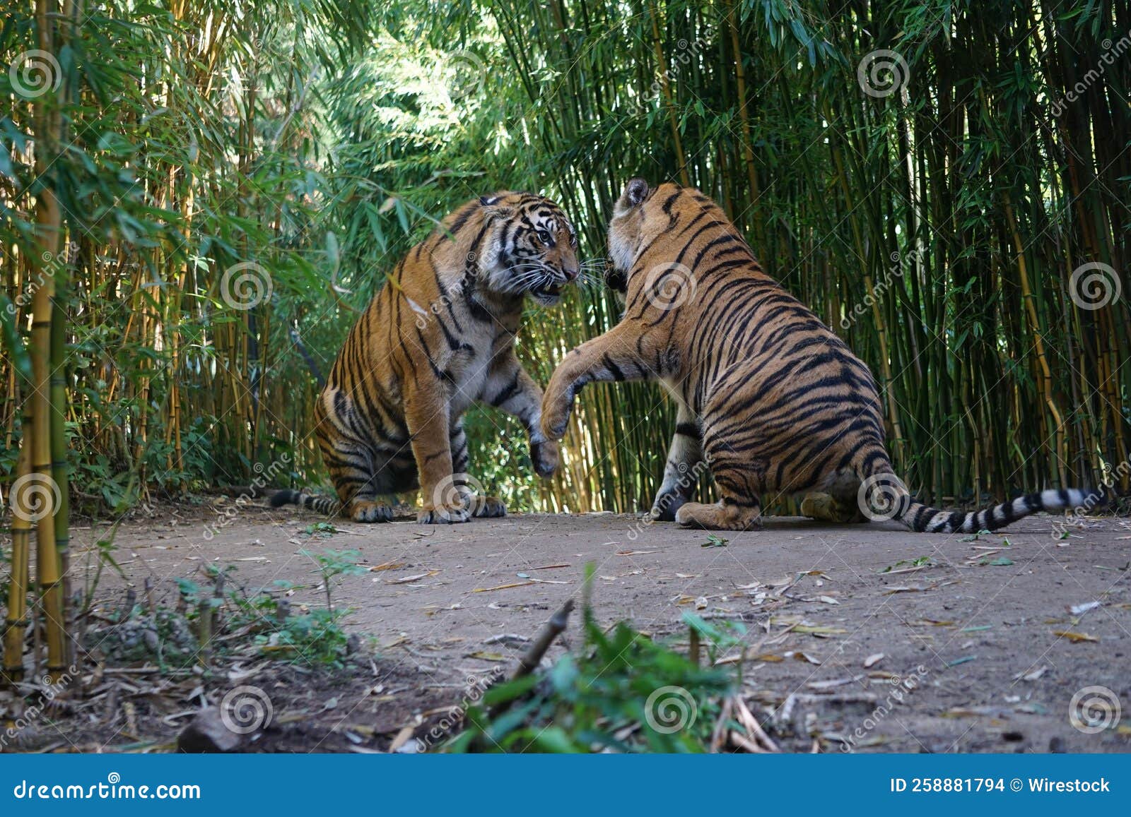 Two Bengal Tigers Surrounded by Green Vegetation. Stock Photo - Image ...