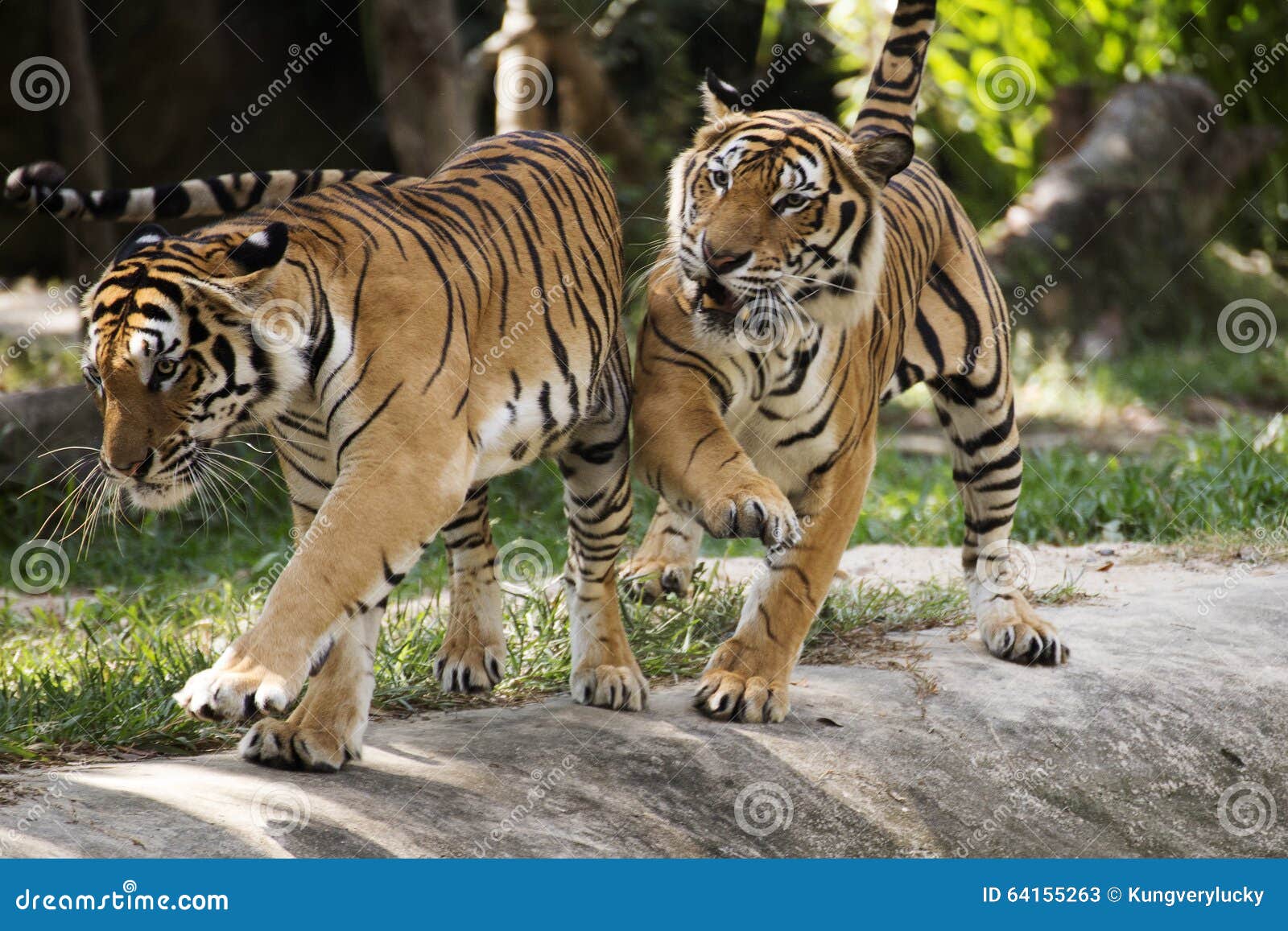 Two Bengal Tigers stock image. Image of mammal, family - 64155263