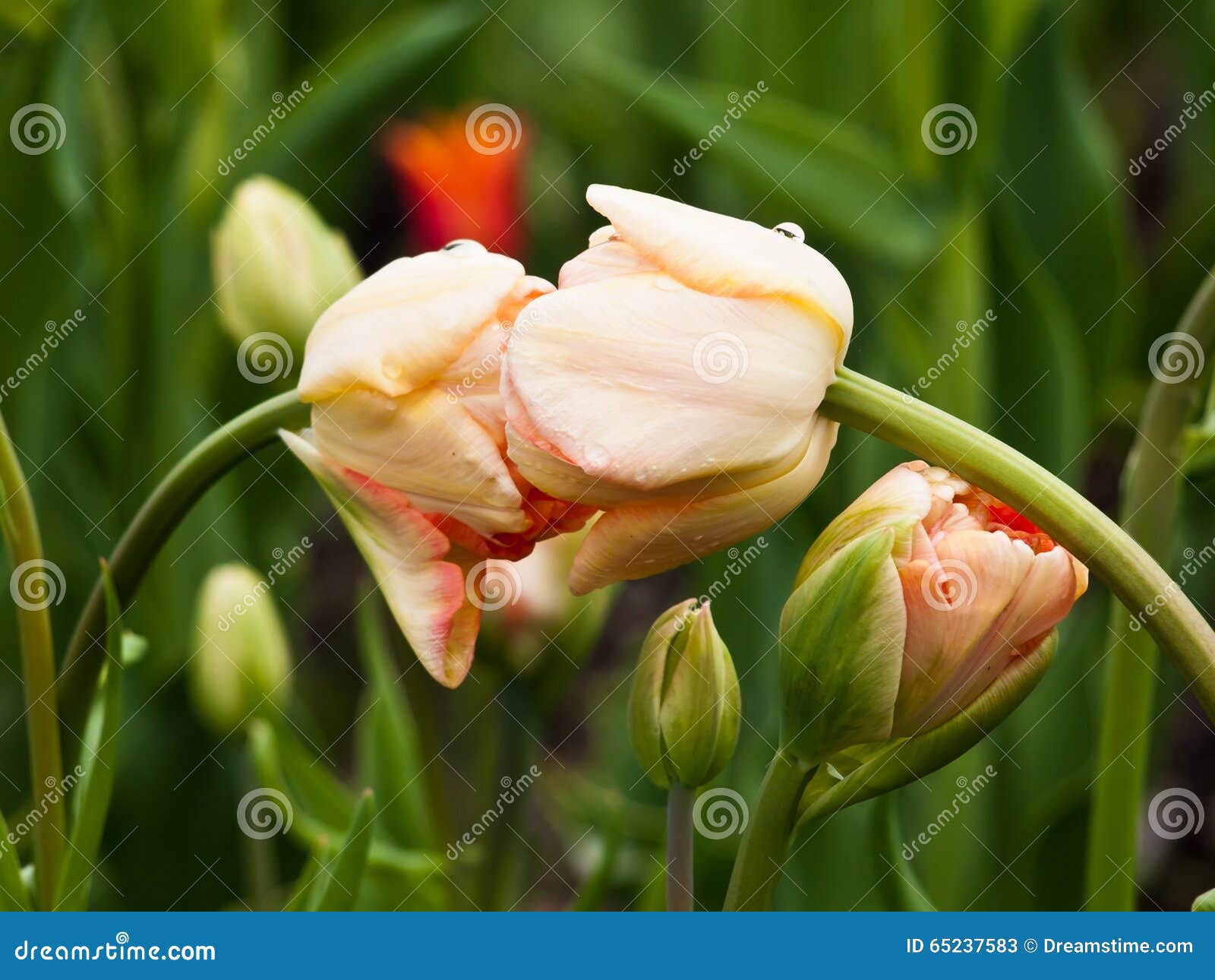Two Bent Double Tulips Touching. Stock Image - Image of touching ...
