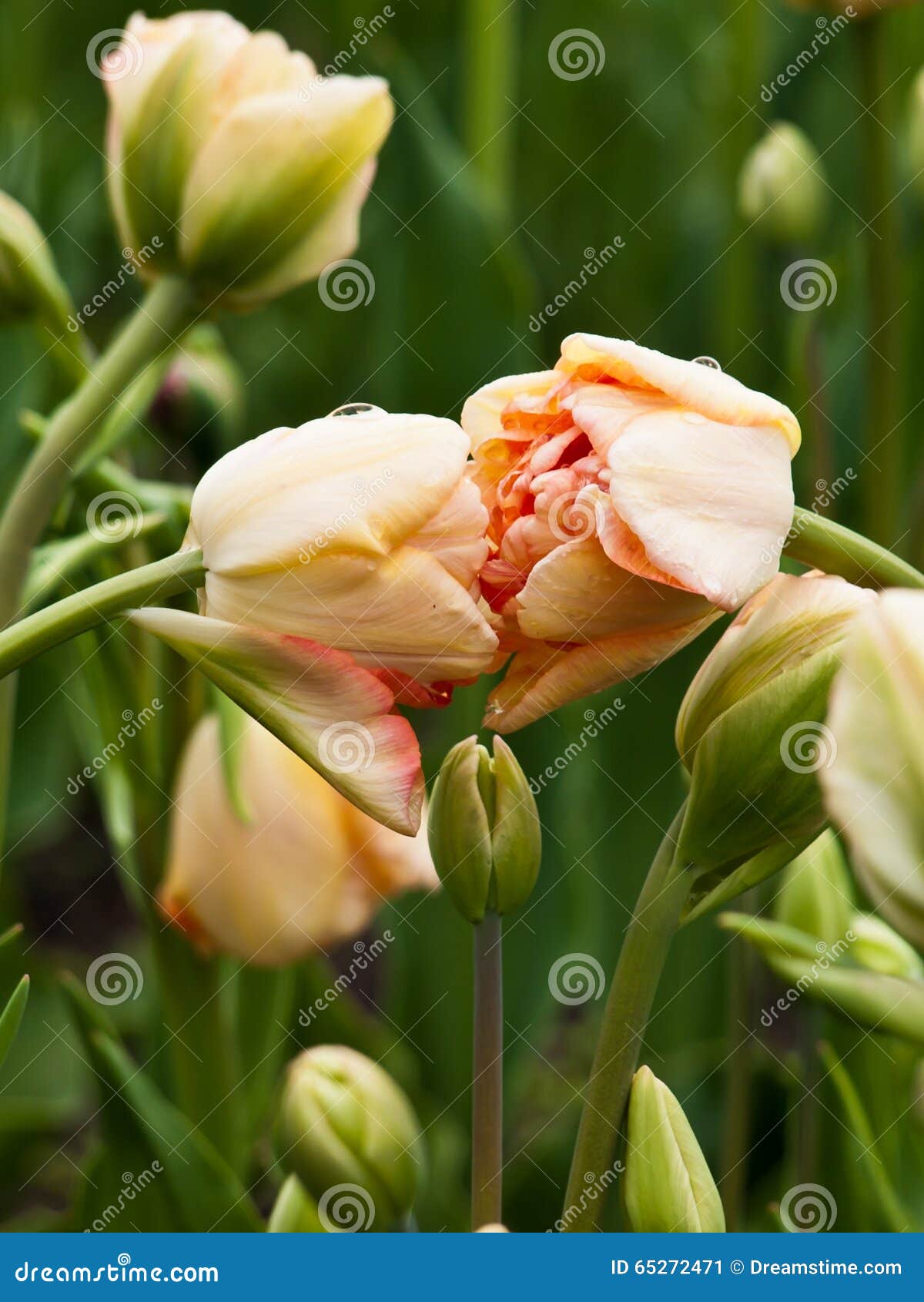 Two Bent Double Tulips Touching. Stock Image - Image of flowers, face ...