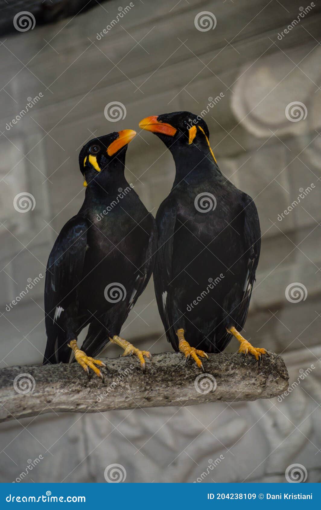 Two Beo Nias Gracula Robusta Perched on Branch Stock Image - Image of ...