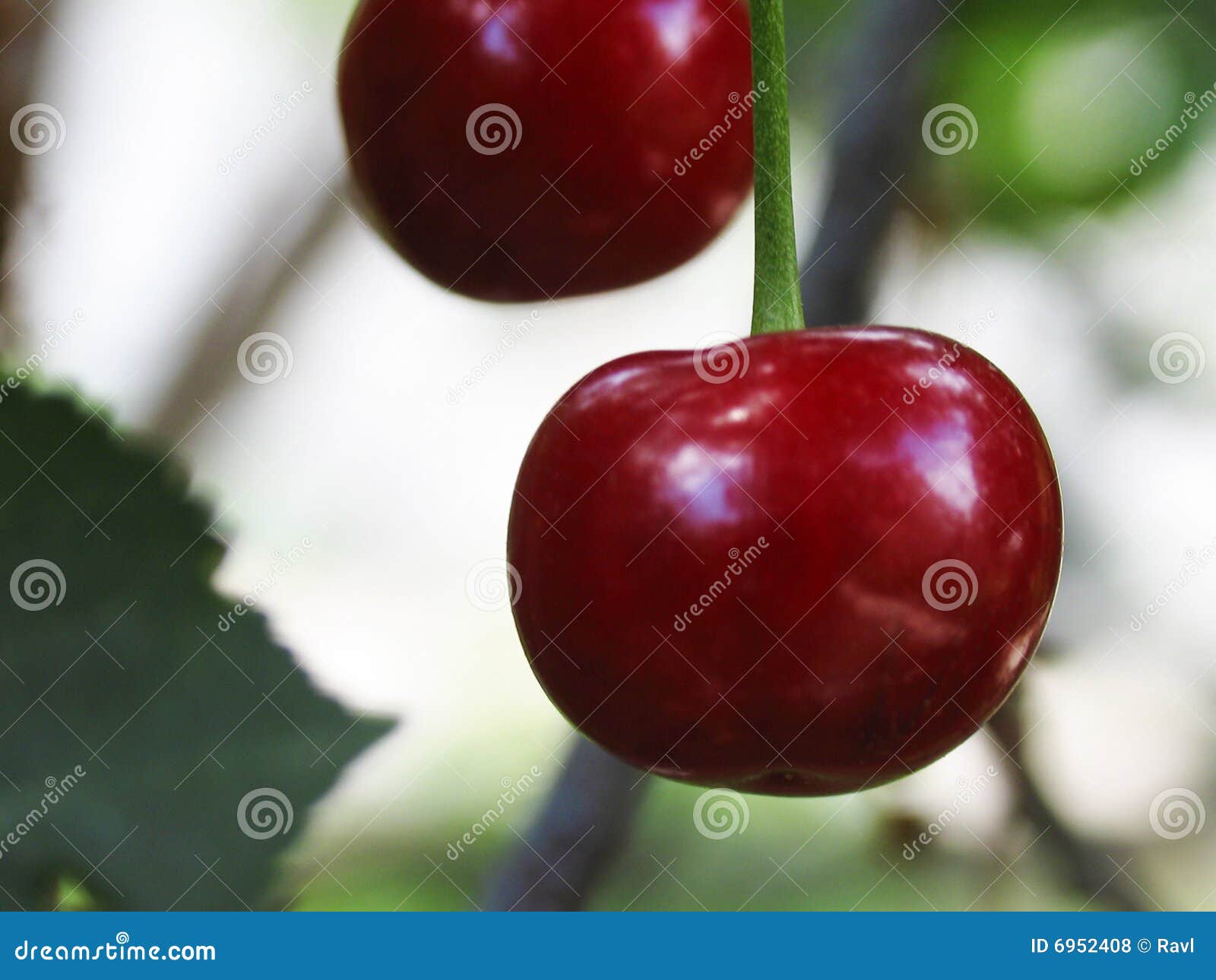 Two berries stock photo. Image of plum, cheerful, fresh - 6952408