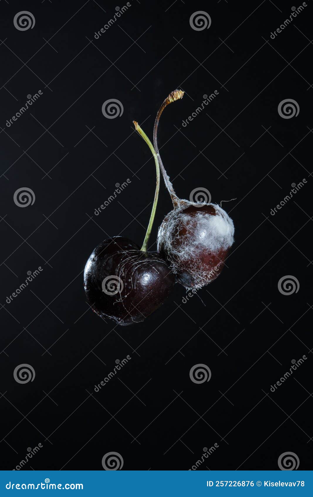 Two Berries on a Black Background. Moldy Cherries. Vignette. Space for ...
