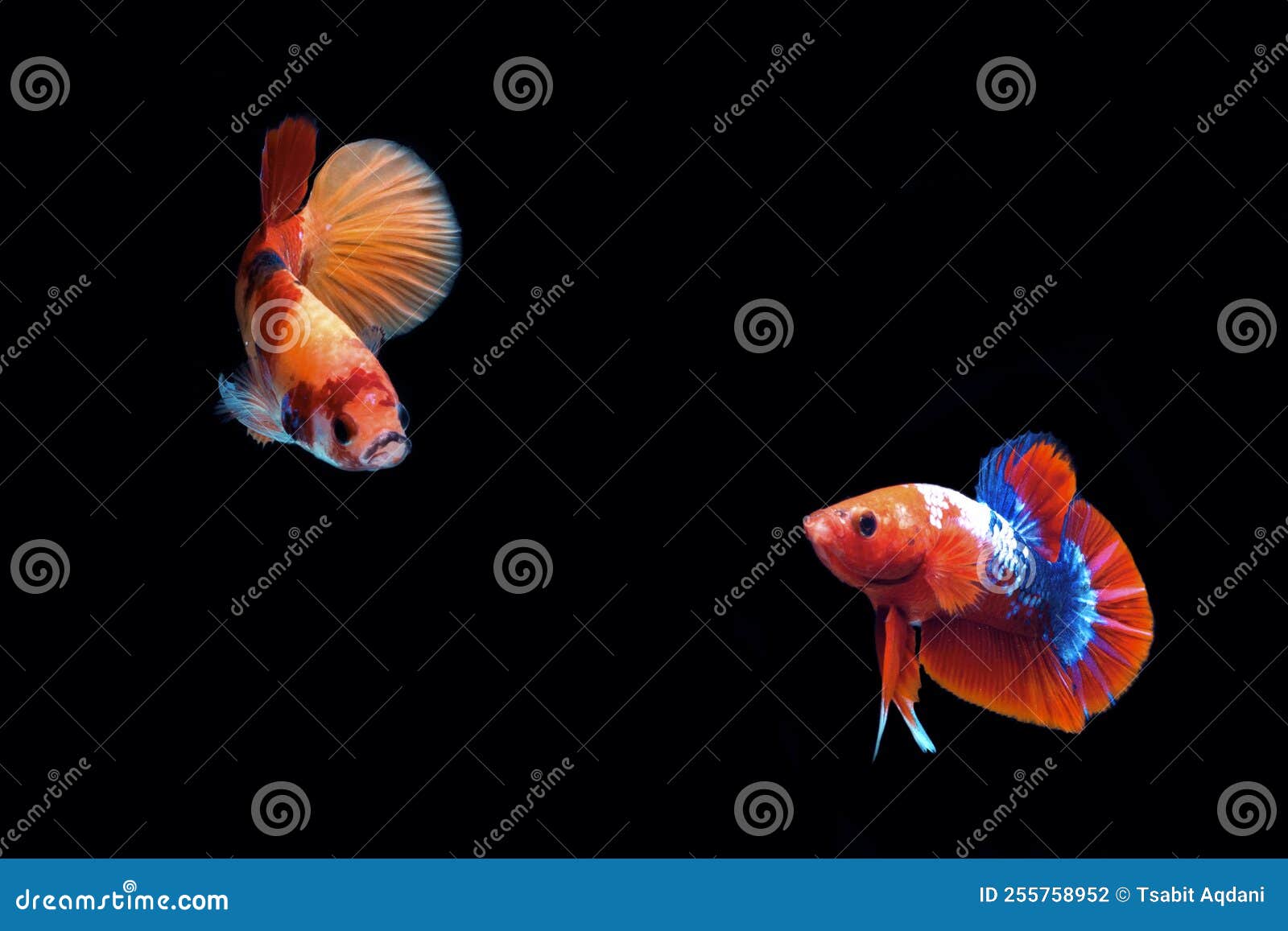 Two Betta Fish Fighting on Black Background Stock Photo - Image of wing ...