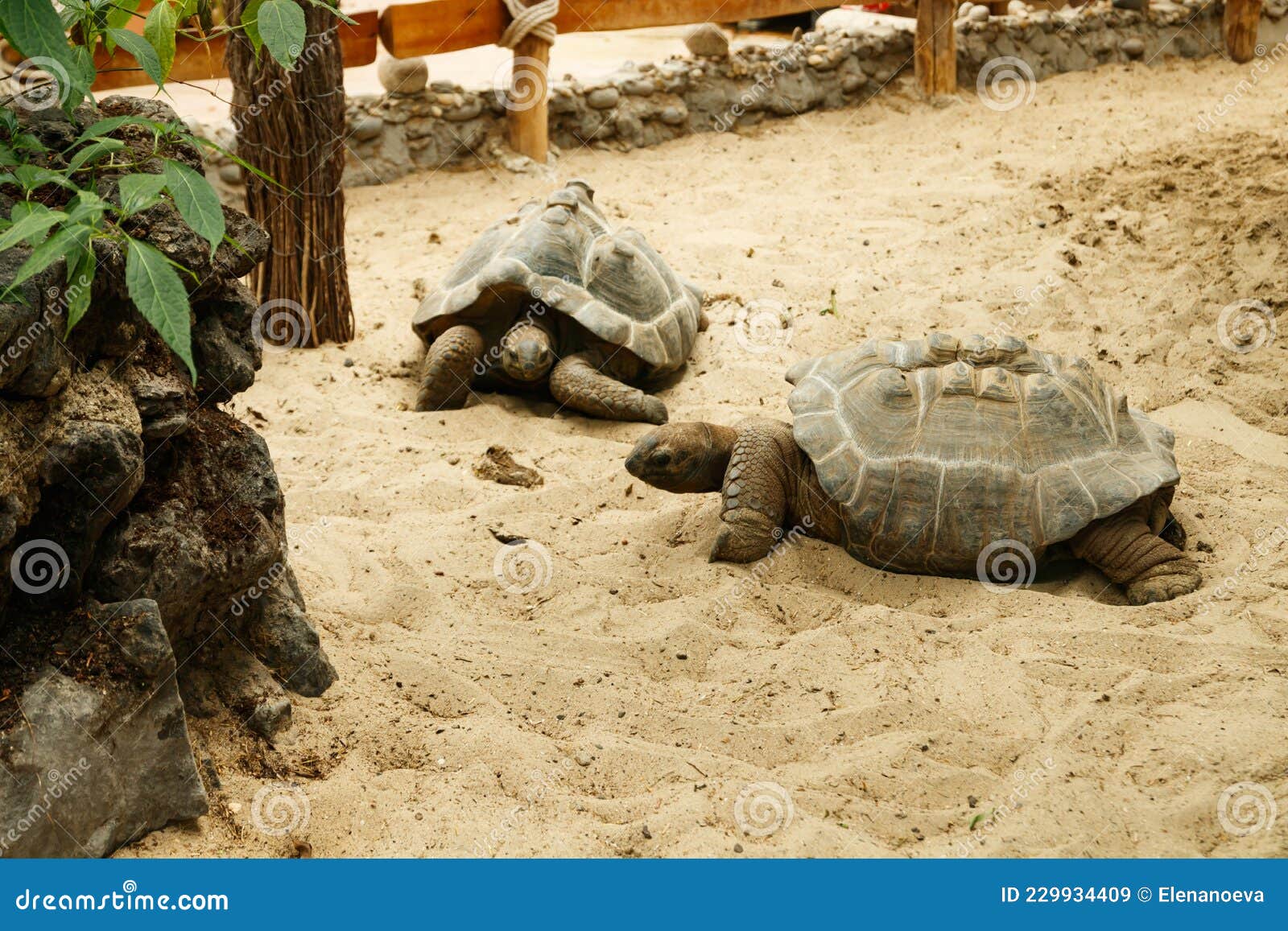 Two Big Aldabra Tortoises are Walking on Sand Stock Image - Image of ...