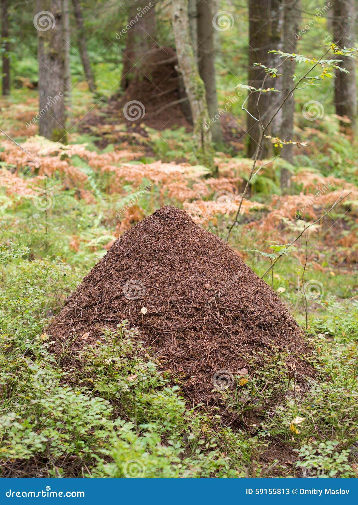 Two big ant hill stock image. Image of woodland, forest - 59155813