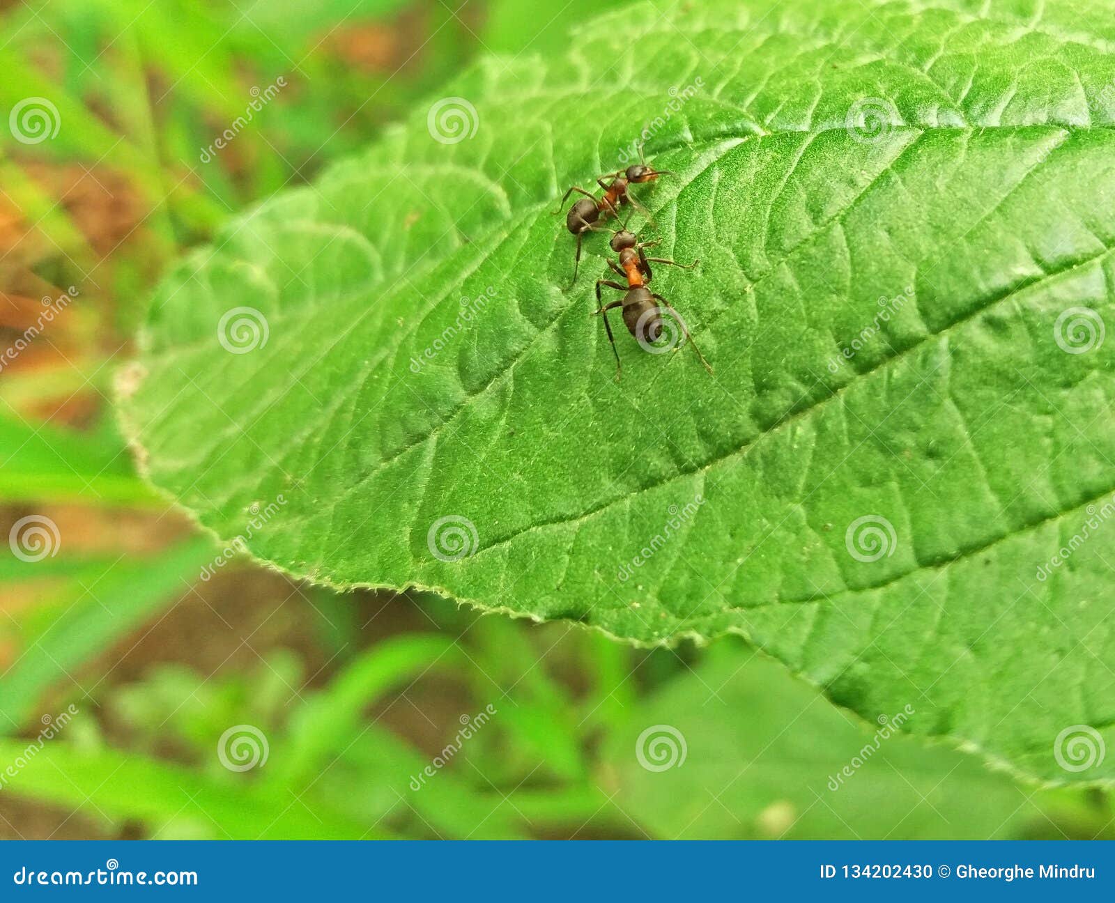 Two Big Ants on a Green Leaf Stock Photo - Image of formicinae, green ...
