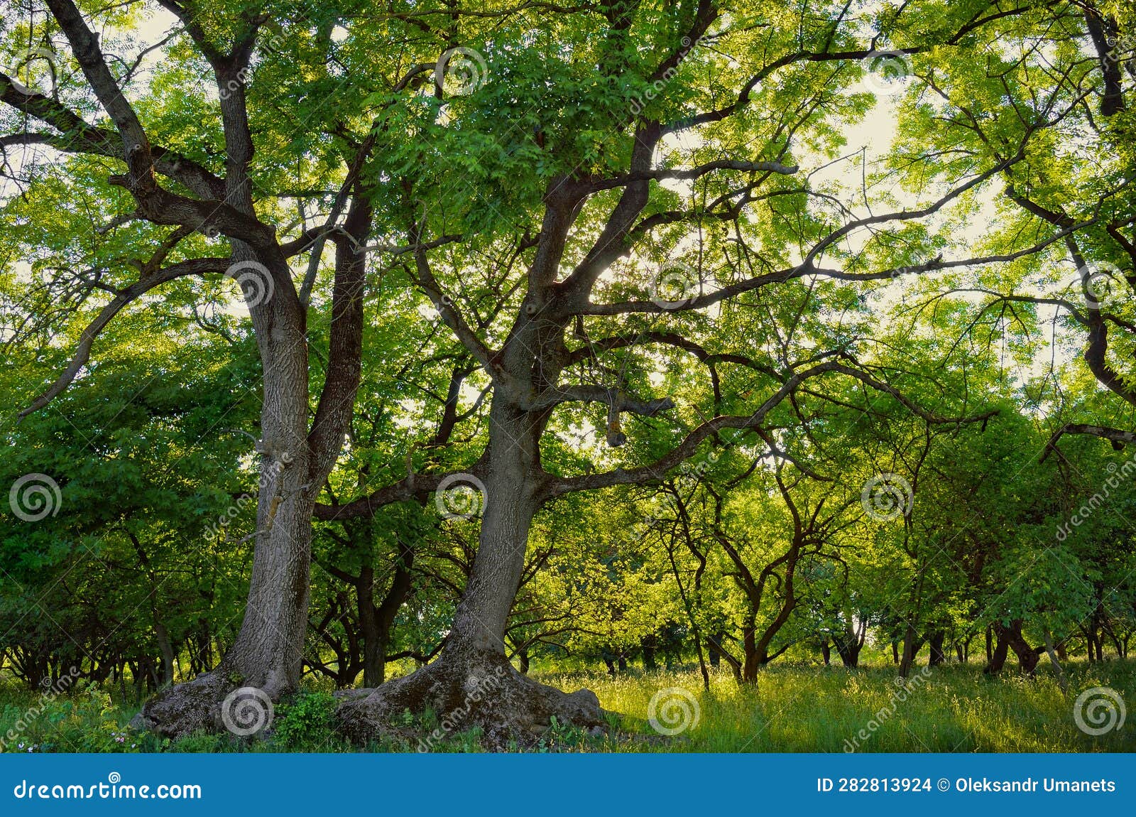 Two Big Ash Trees in the Forest in Summer Stock Photo - Image of trees ...
