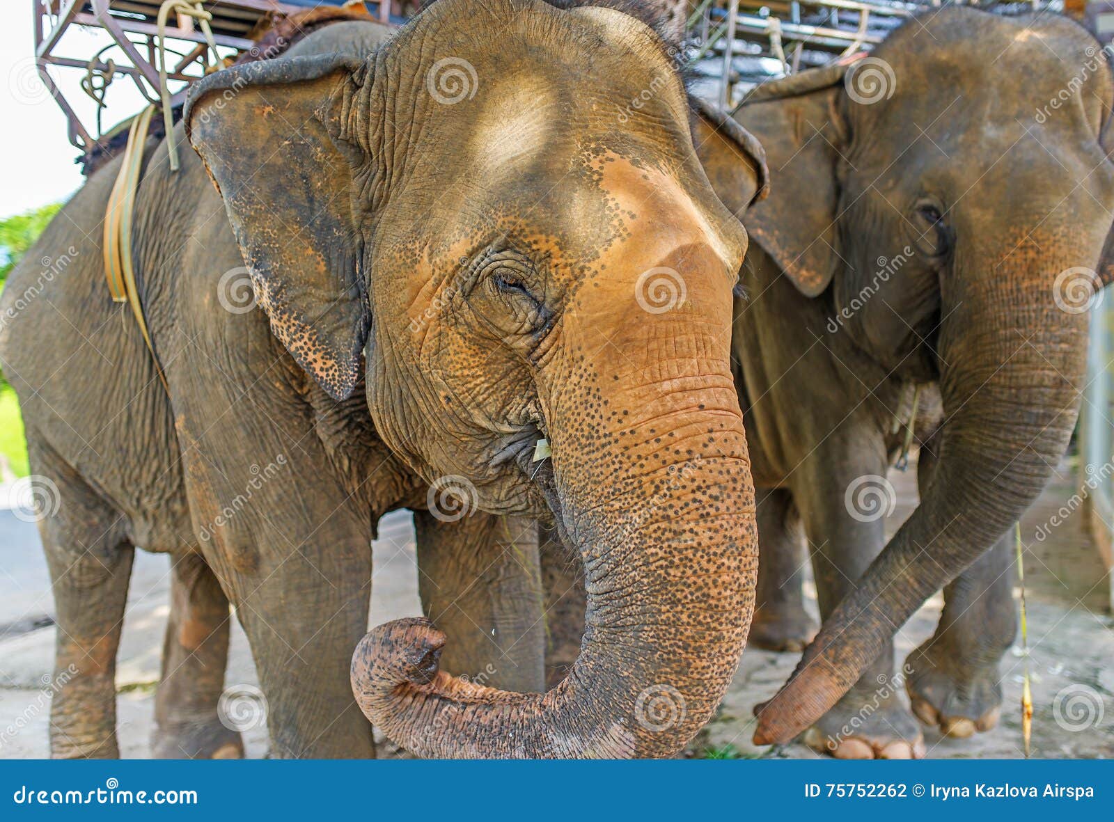 Two big Asian elephants. stock photo. Image of ears, greens - 75752262