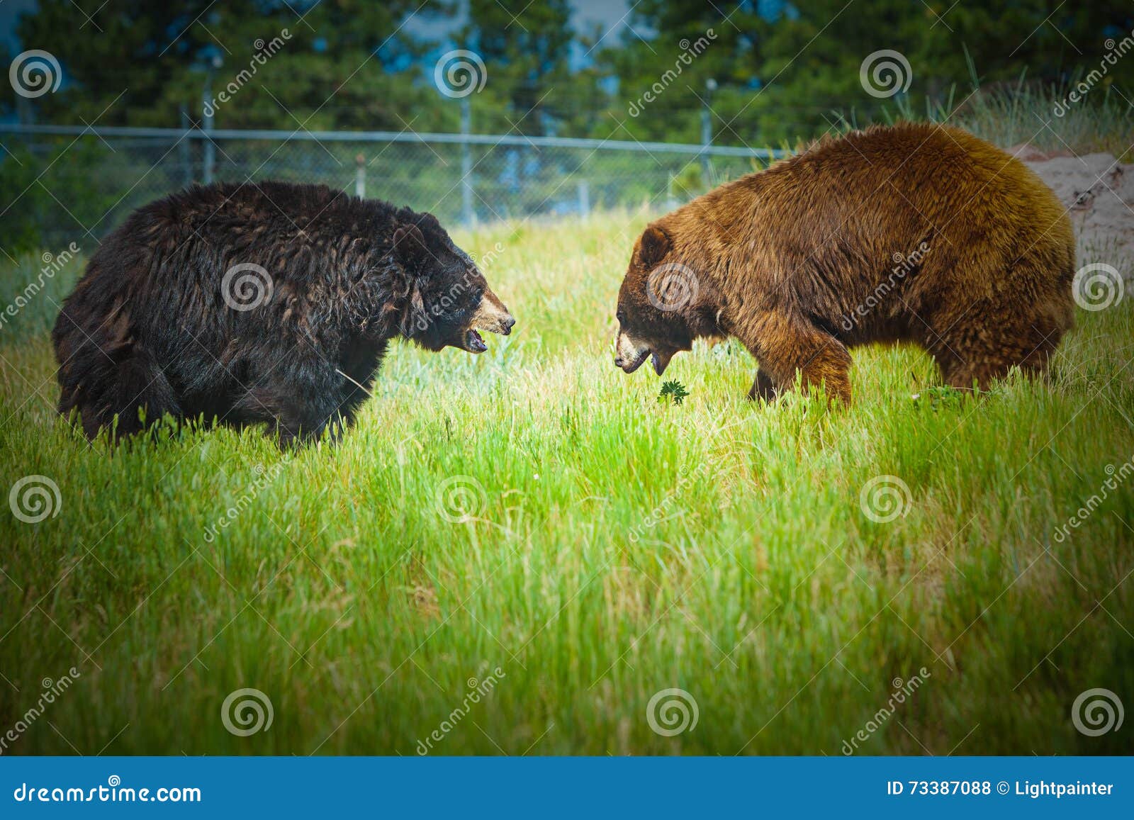 Two big bears stock photo. Image of grass, bear, wild - 73387088