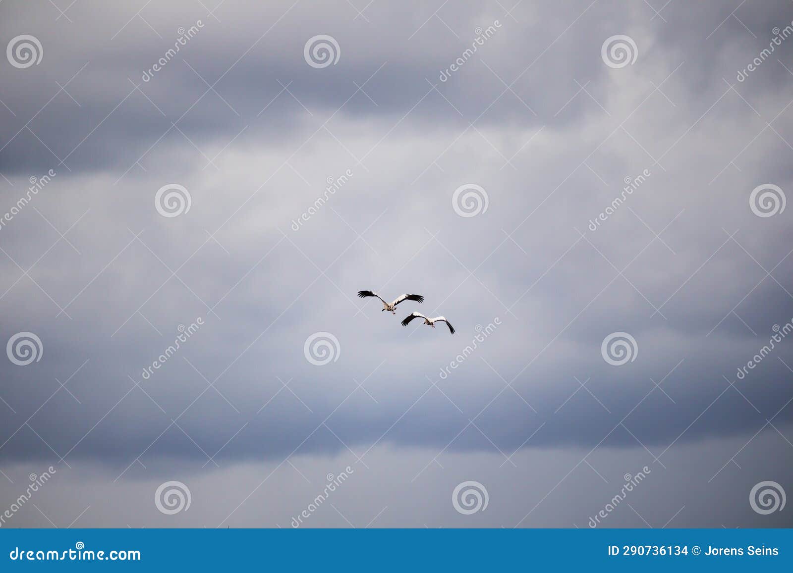 Two Birds Flying in Gray Blue Sky Stock Photo - Image of gull, gray ...