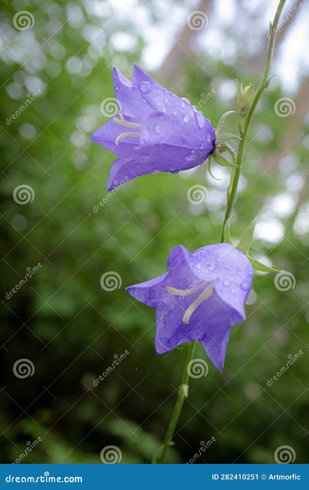 Two Big Blue Bell Flowers on Stem on Forest Blurred Background Stock ...