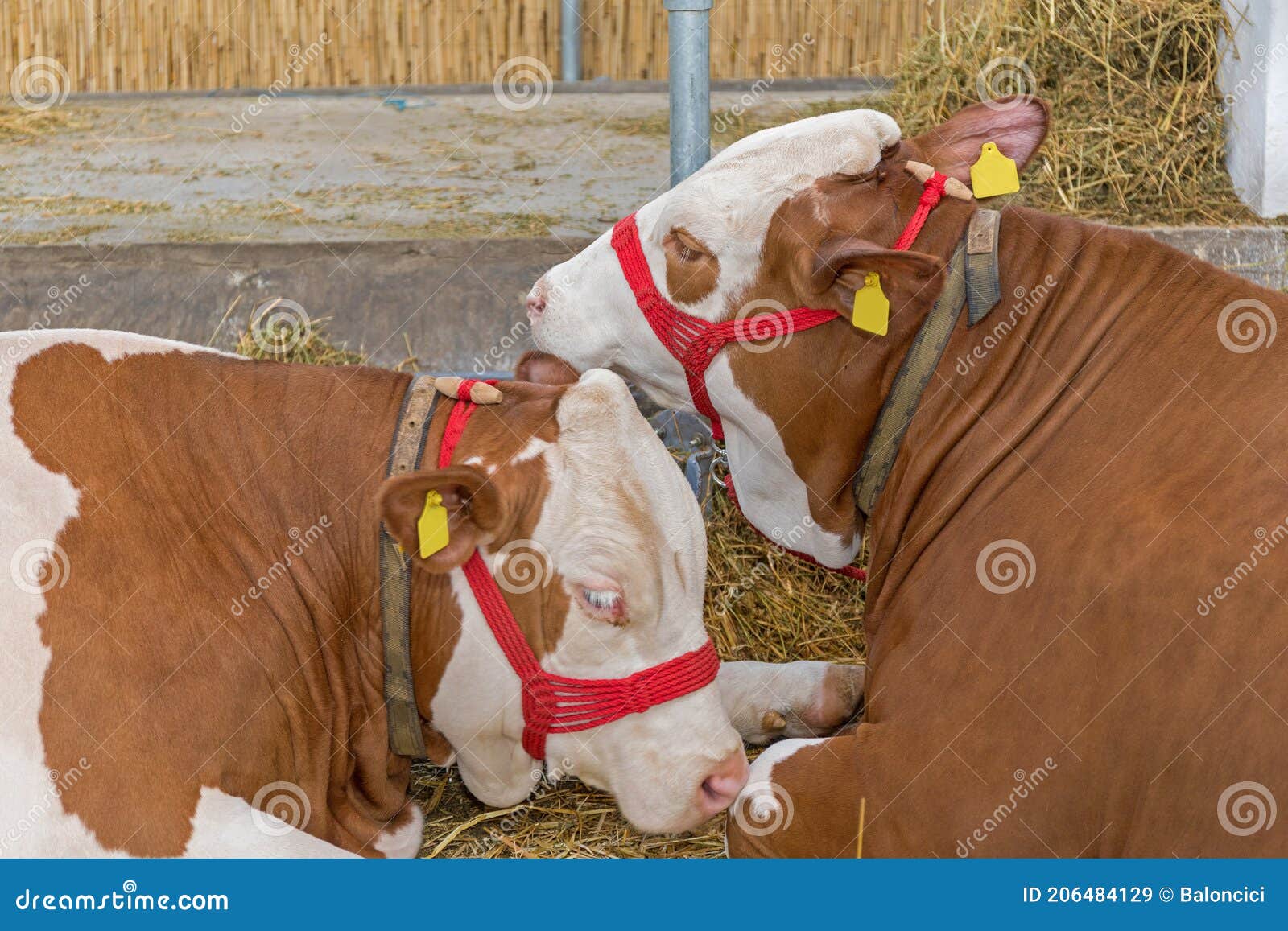 Two Big Cows stock image. Image of animals, farm, cows - 206484129
