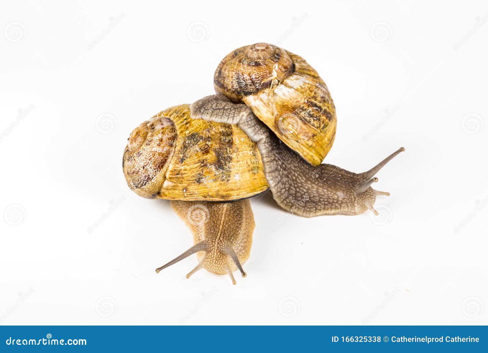 Two Big Brown Snails at Reproduction Time Stock Photo - Image of ...