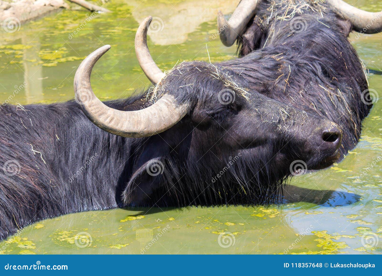 Two Big Bubalus Arnee in Water, Close Up Photo Stock Photo - Image of ...