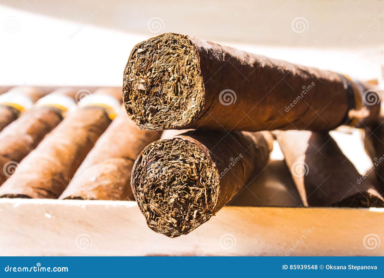 Two Big Cigars in the Humidor Stock Photo - Image of fragrant, object ...