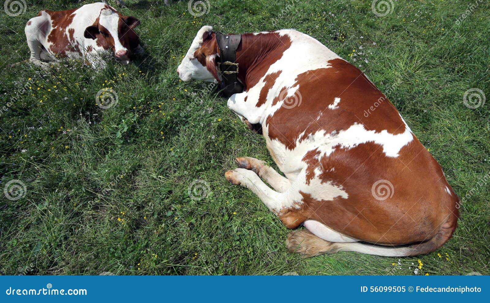 Two Big Cows Grazing in the Meadown in Mountains Stock Image - Image of ...