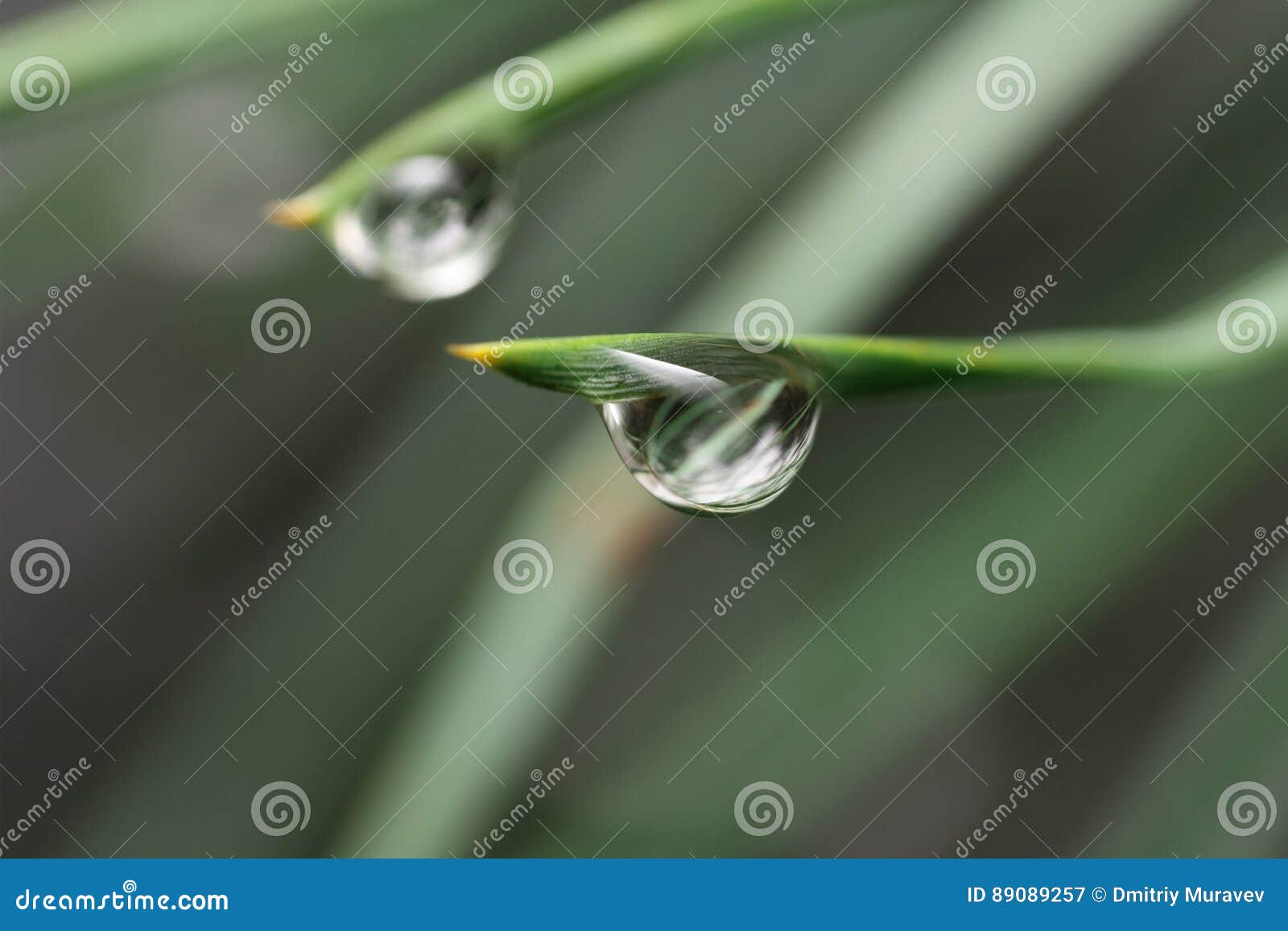 Two big droplet of dew stock image. Image of spring, water - 89089257