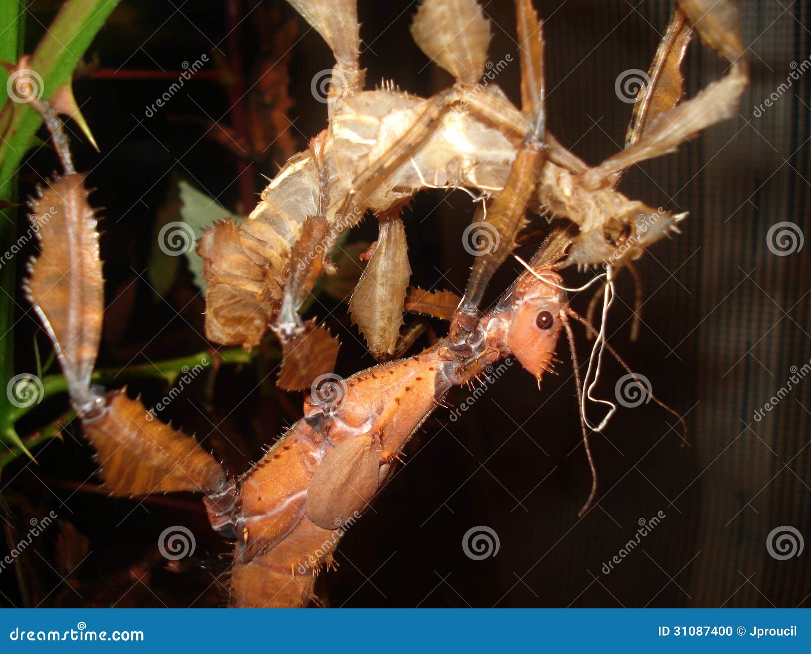 Two Big Extatosoma Tiaratum Stock Photo - Image of insects, phasmatodea ...