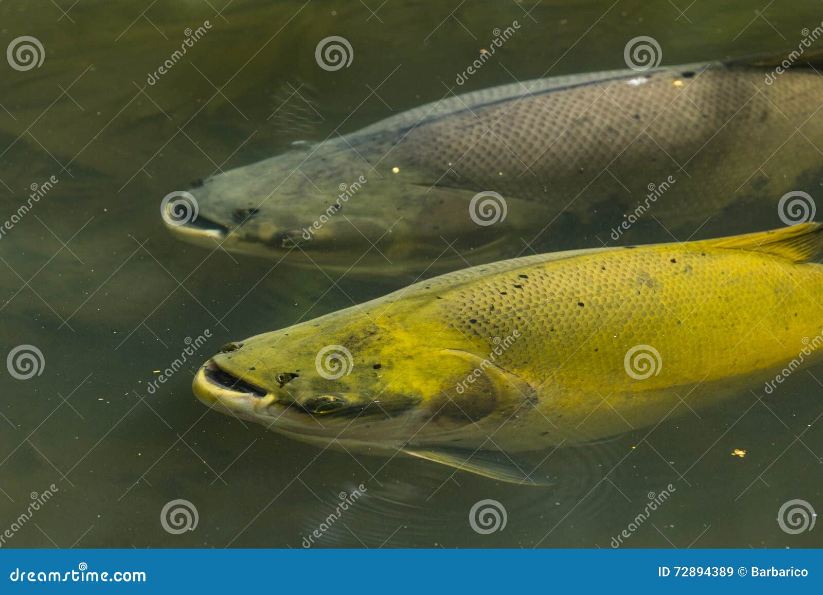 Two big fish in a pond stock image. Image of brasil, water - 72894389