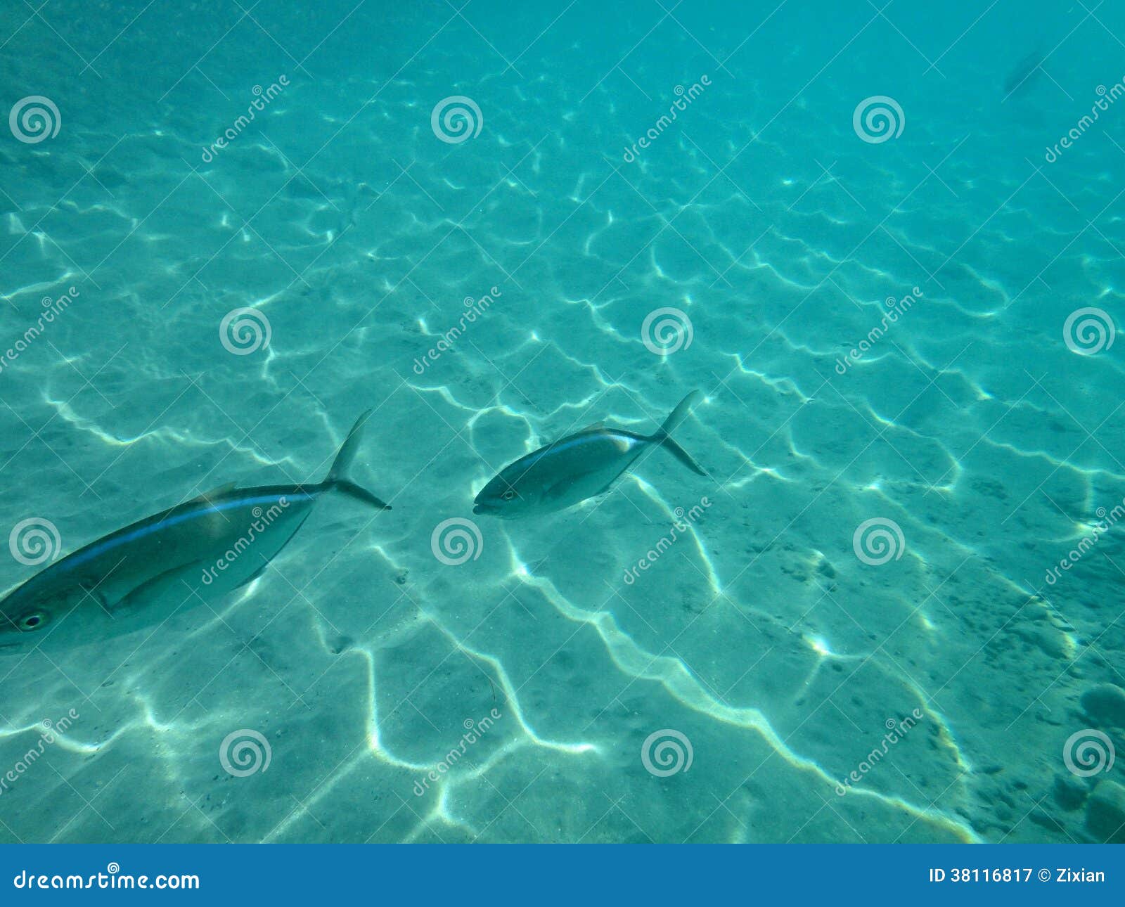 Two big fish stock image. Image of nature, ocean, water - 38116817