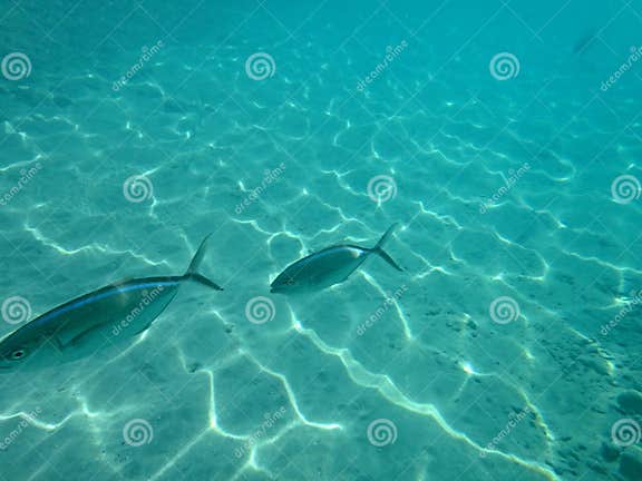 Two big fish stock image. Image of nature, ocean, water - 38116817