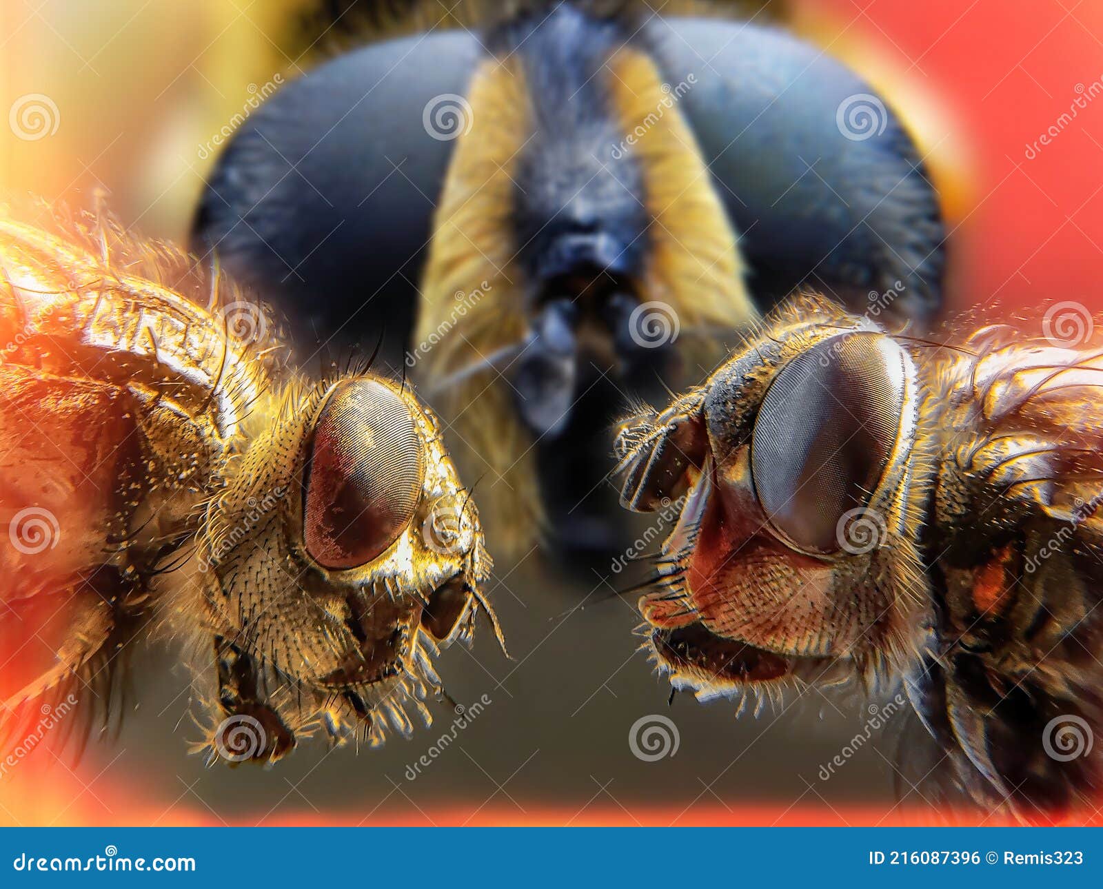 Two Big Flies Prepare for Battle Stock Photo - Image of fight, eyes ...
