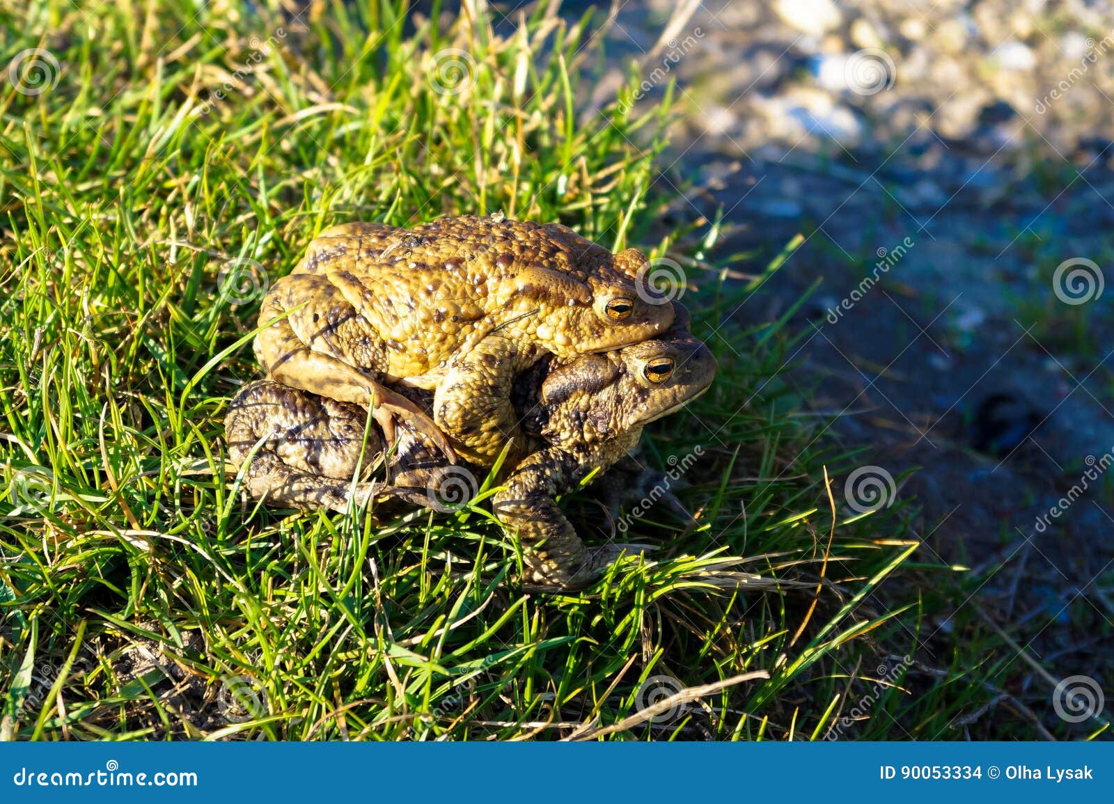 Two Big Frogs Bask in the Sun Stock Photo - Image of wildlife, detail ...