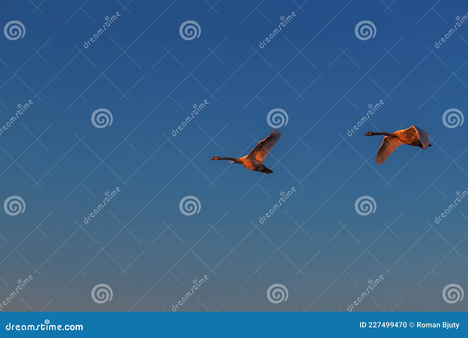 Two Big Geese Flying in the Sky at Sunset Stock Photo - Image of geese ...