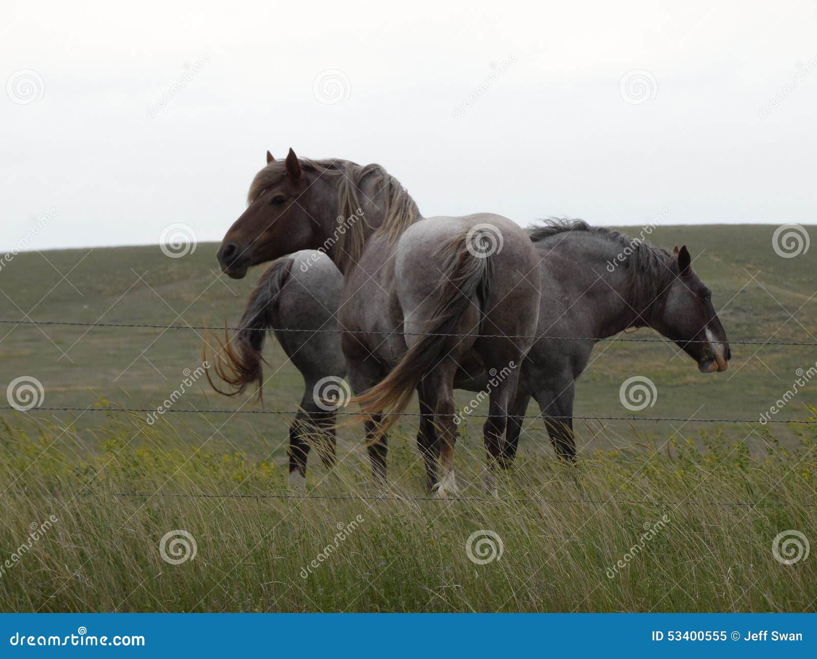 Two big gray draft horses stock image. Image of montana - 53400555