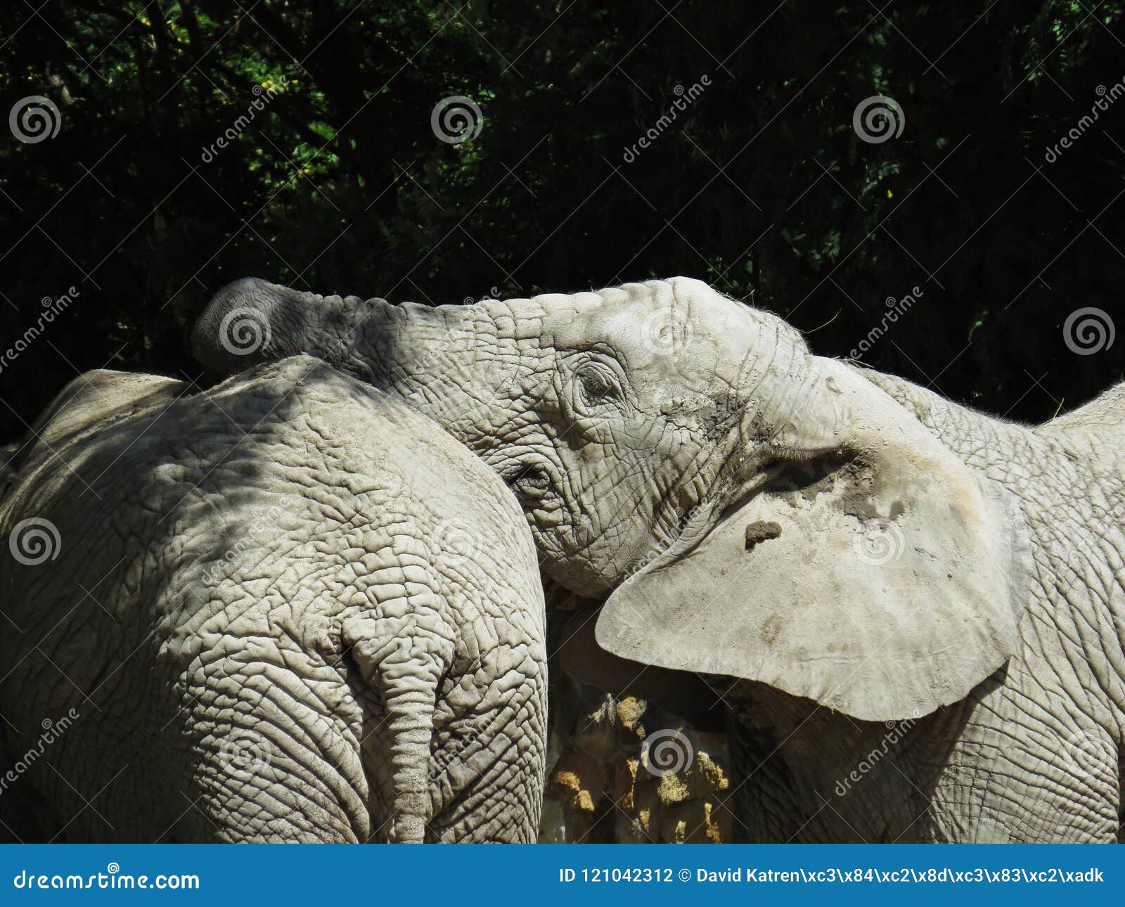 Two Big Huge Elephants Together in Love Close Stock Photo - Image of ...