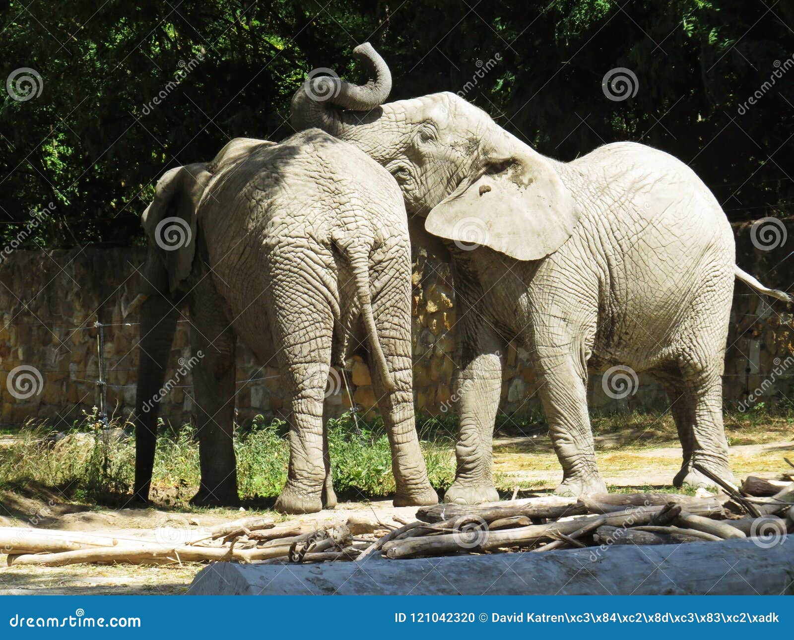 Two Big Huge Elephants Together in Love Close Stock Photo - Image of ...