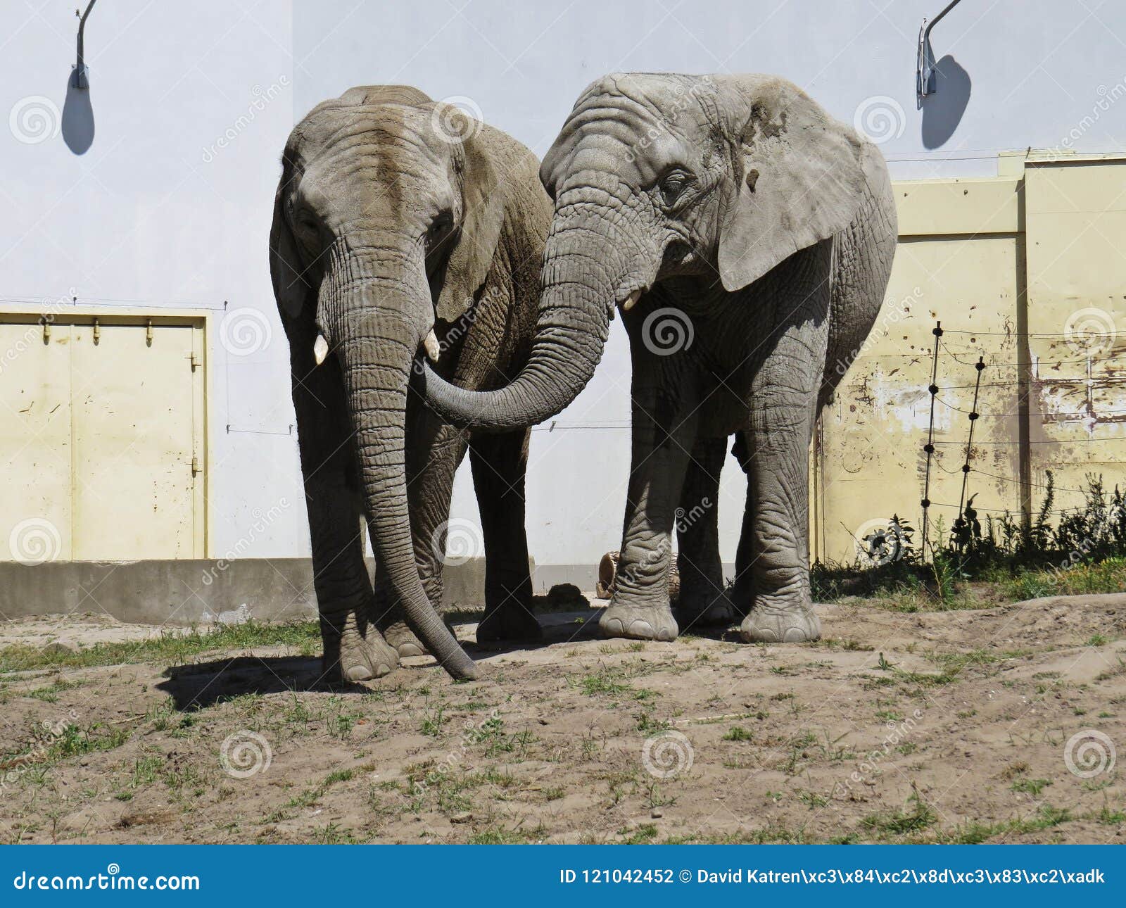 Two Big Huge Elephants Together in Love Close Stock Photo - Image of ...