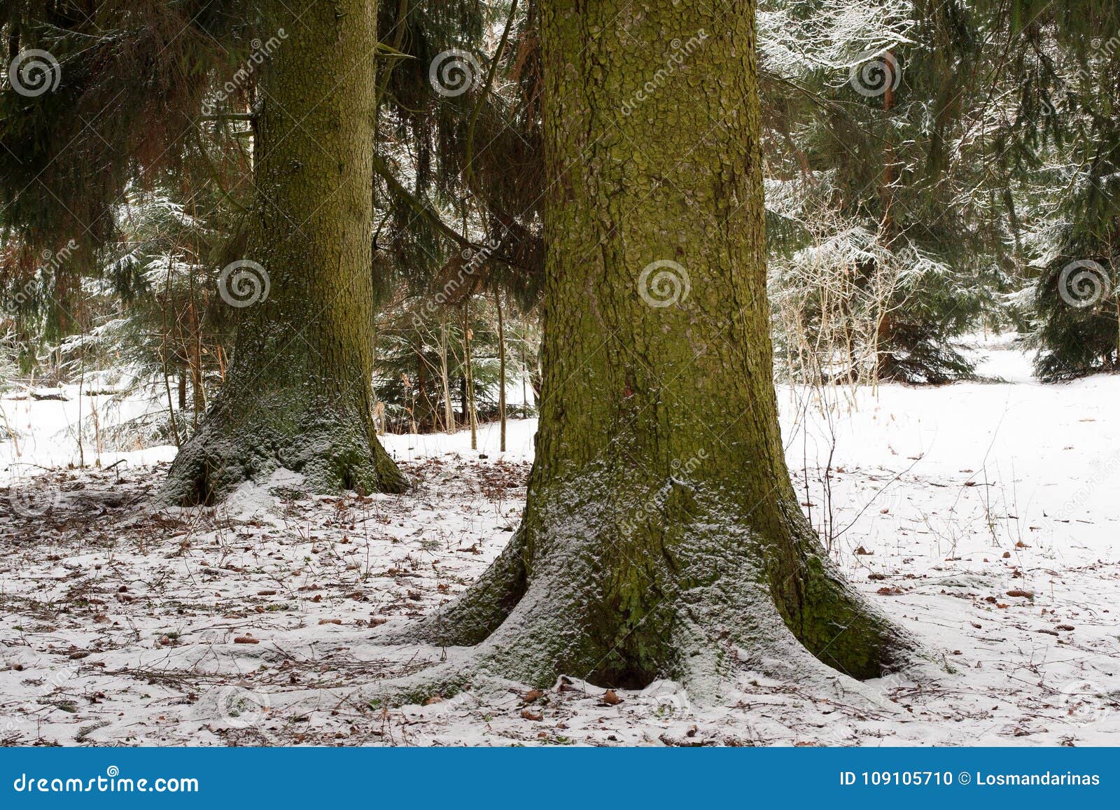Two Big Spruce Trees in the Forest in Winter Stock Photo - Image of ...