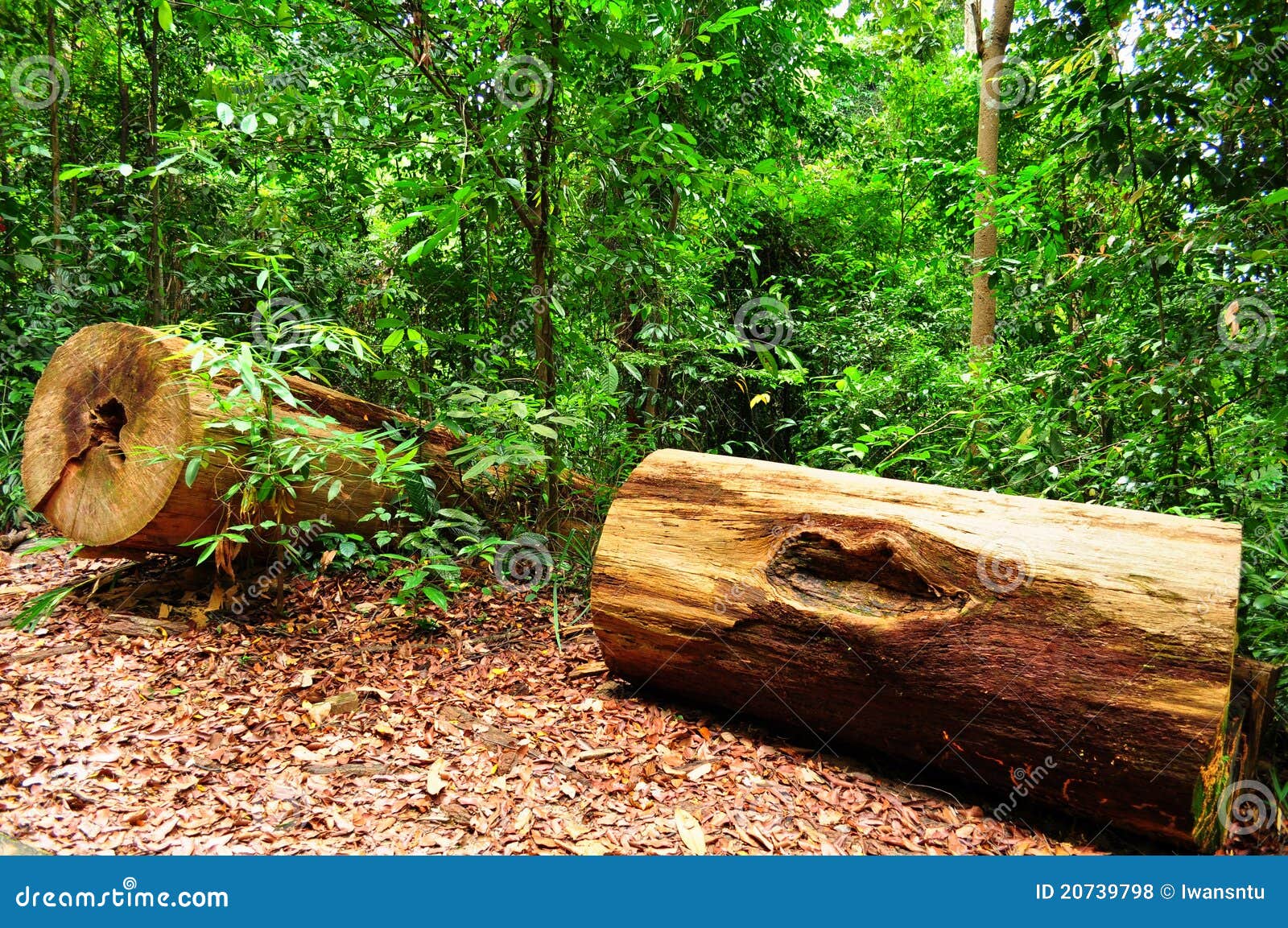 Two Big Logs of Wood in the Forest Stock Photo - Image of greenery ...