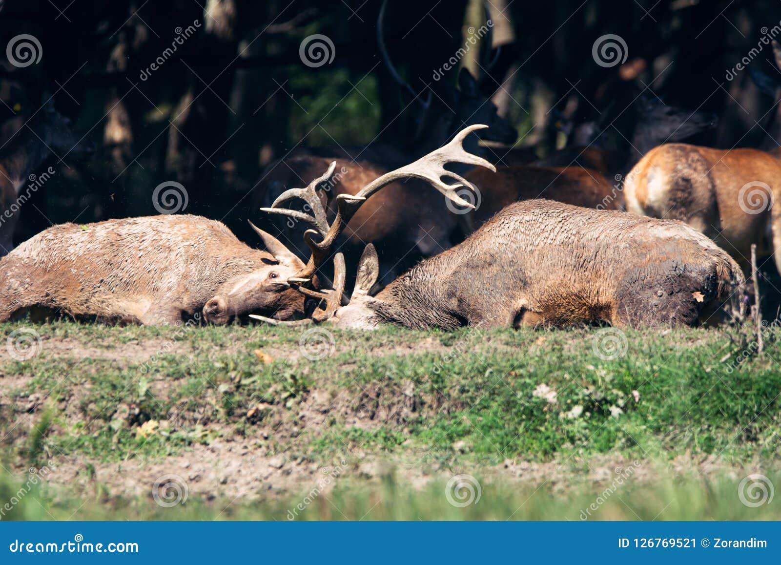 Two Male Red Deer Stags Fighting Stock Image - Image of cervus ...