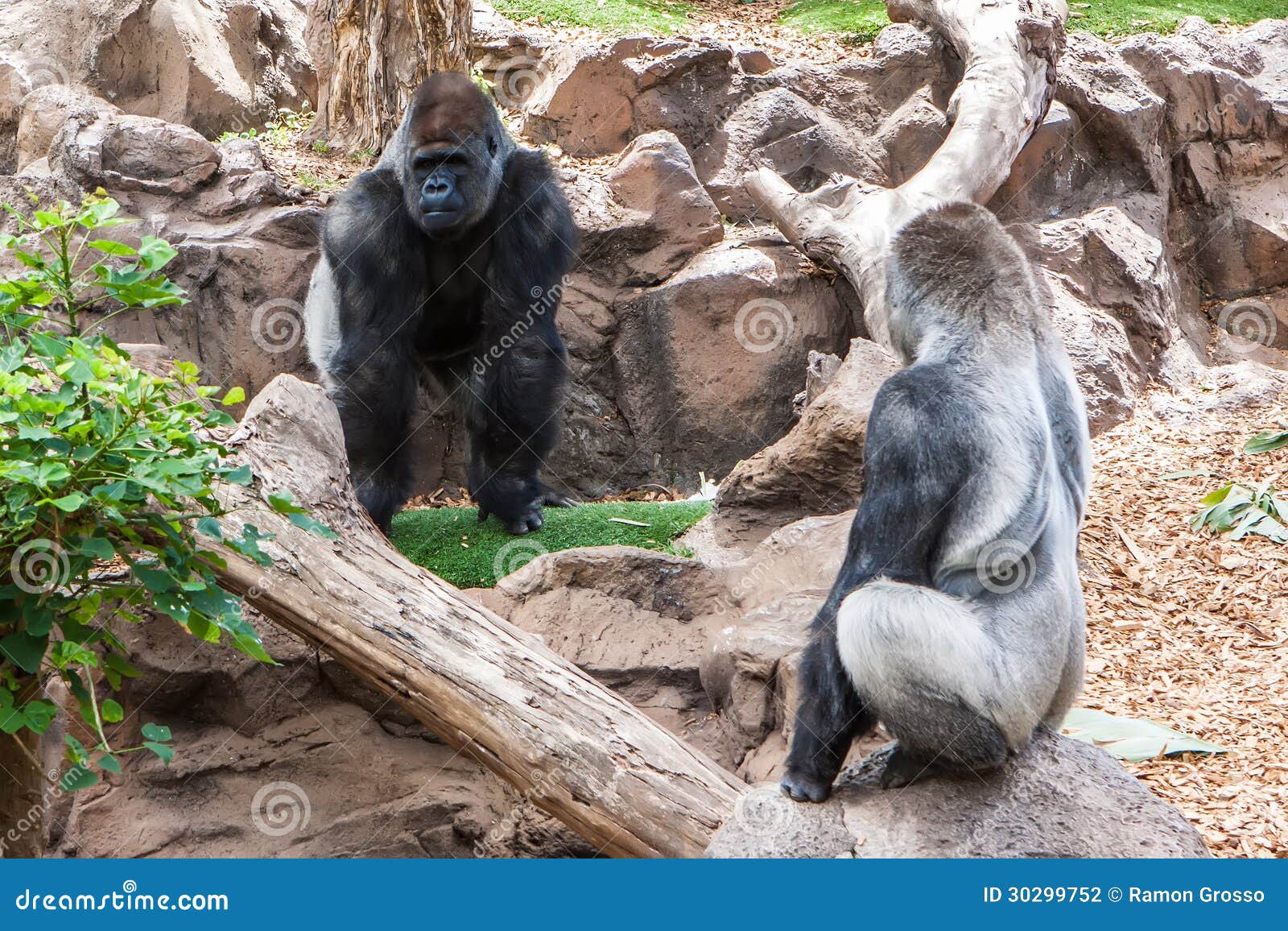 Silverback gorilla stock photo. Image of primate, africa - 30299752