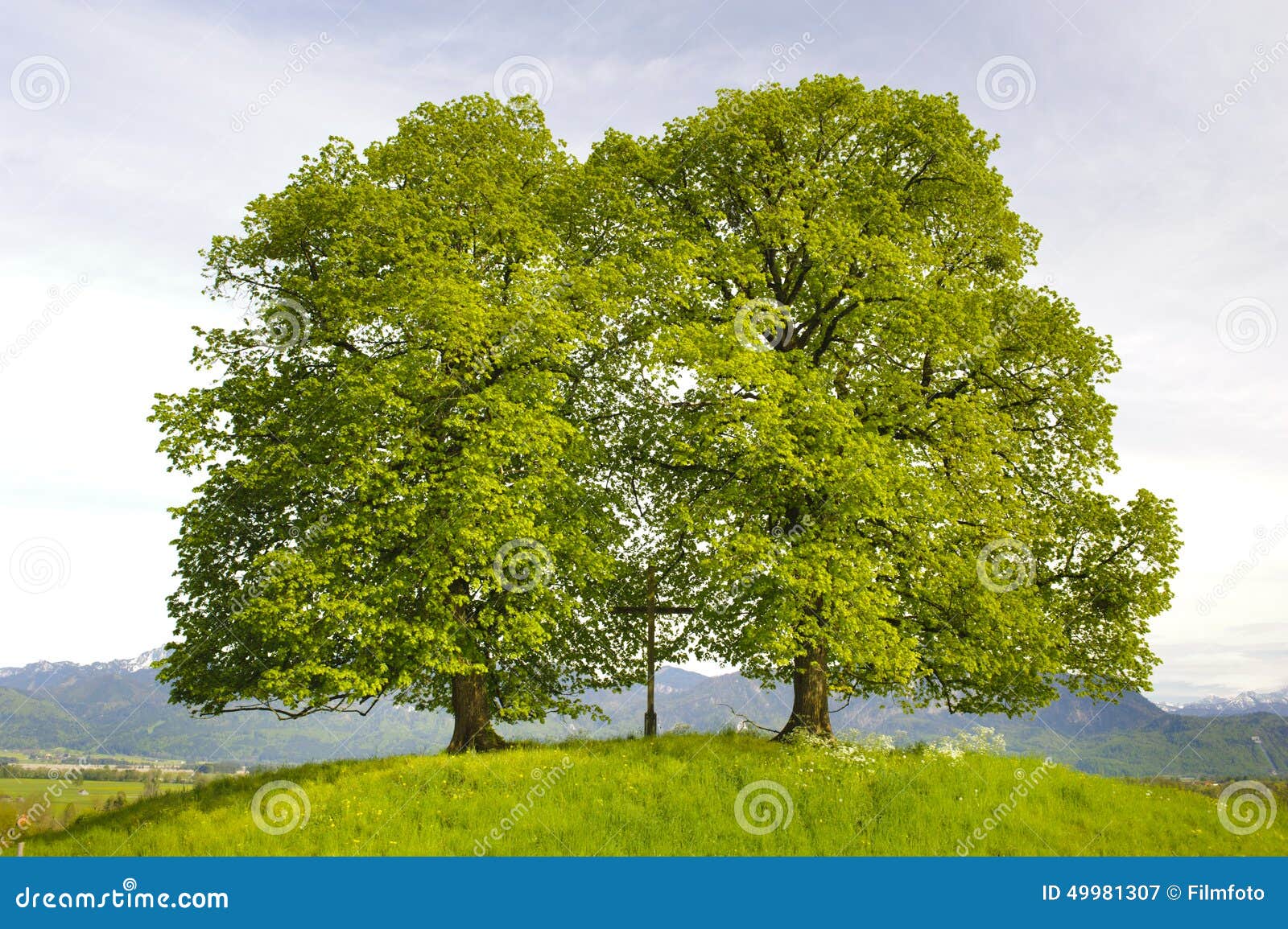 Two Big Old Trees in Bavaria Stock Image - Image of idyllic, linden ...