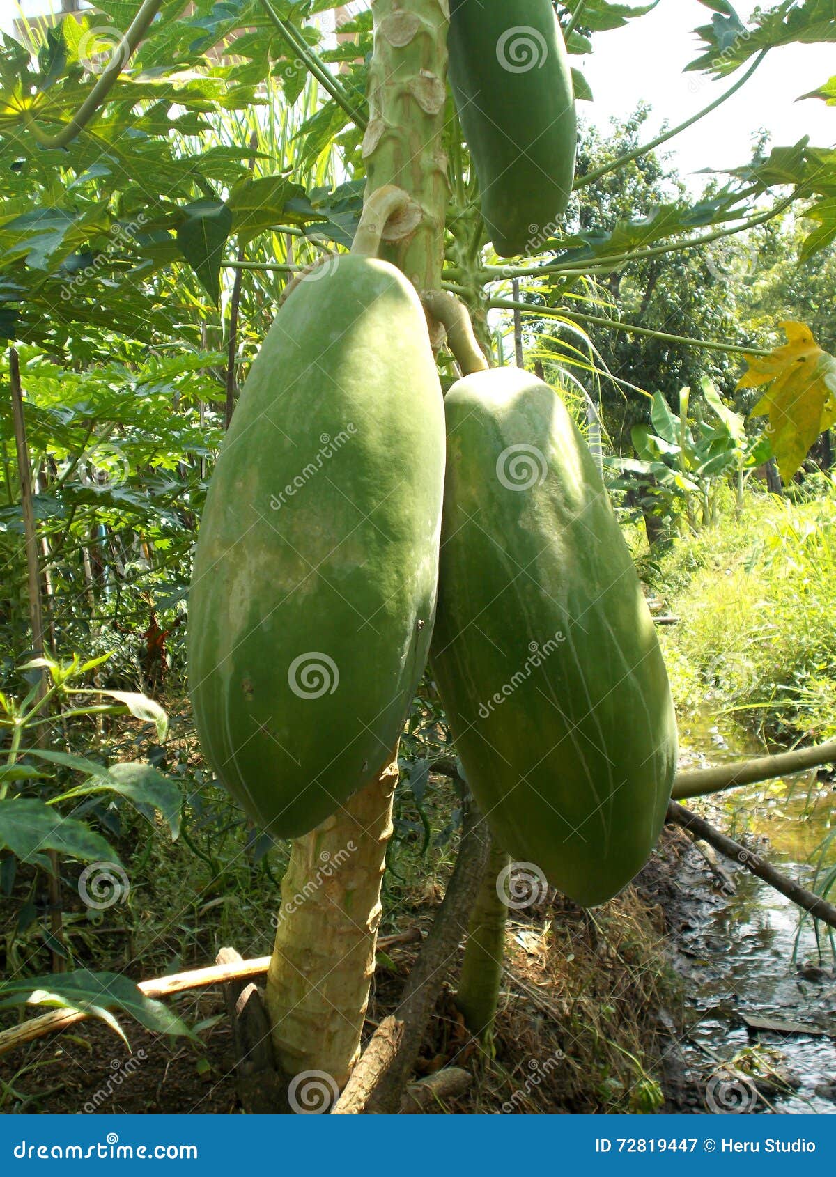 Two Big Papaya and the Tree Stock Image - Image of nutrition, field ...
