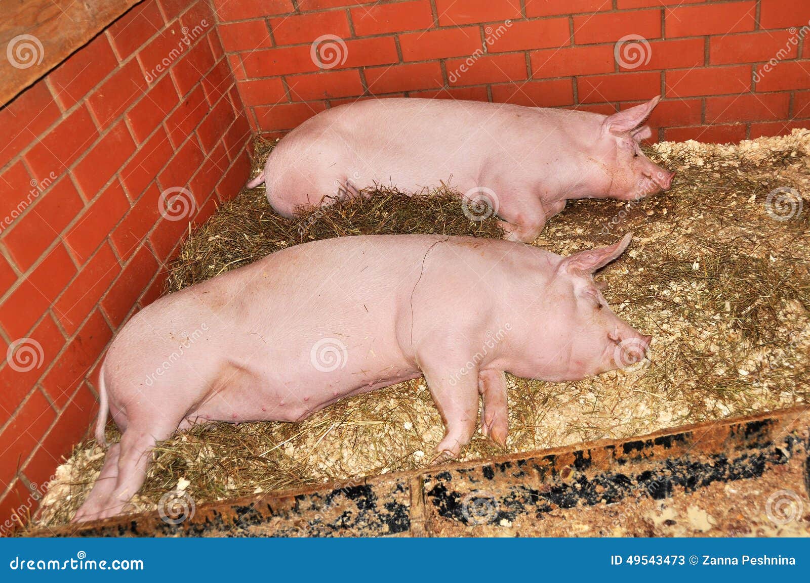 Two big pigs stock image. Image of natural, livestock - 49543473