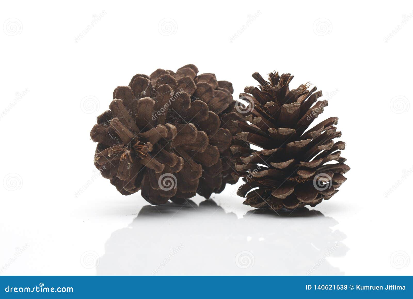 Two big of pine cones stock photo. Image of cones, holiday - 140621638