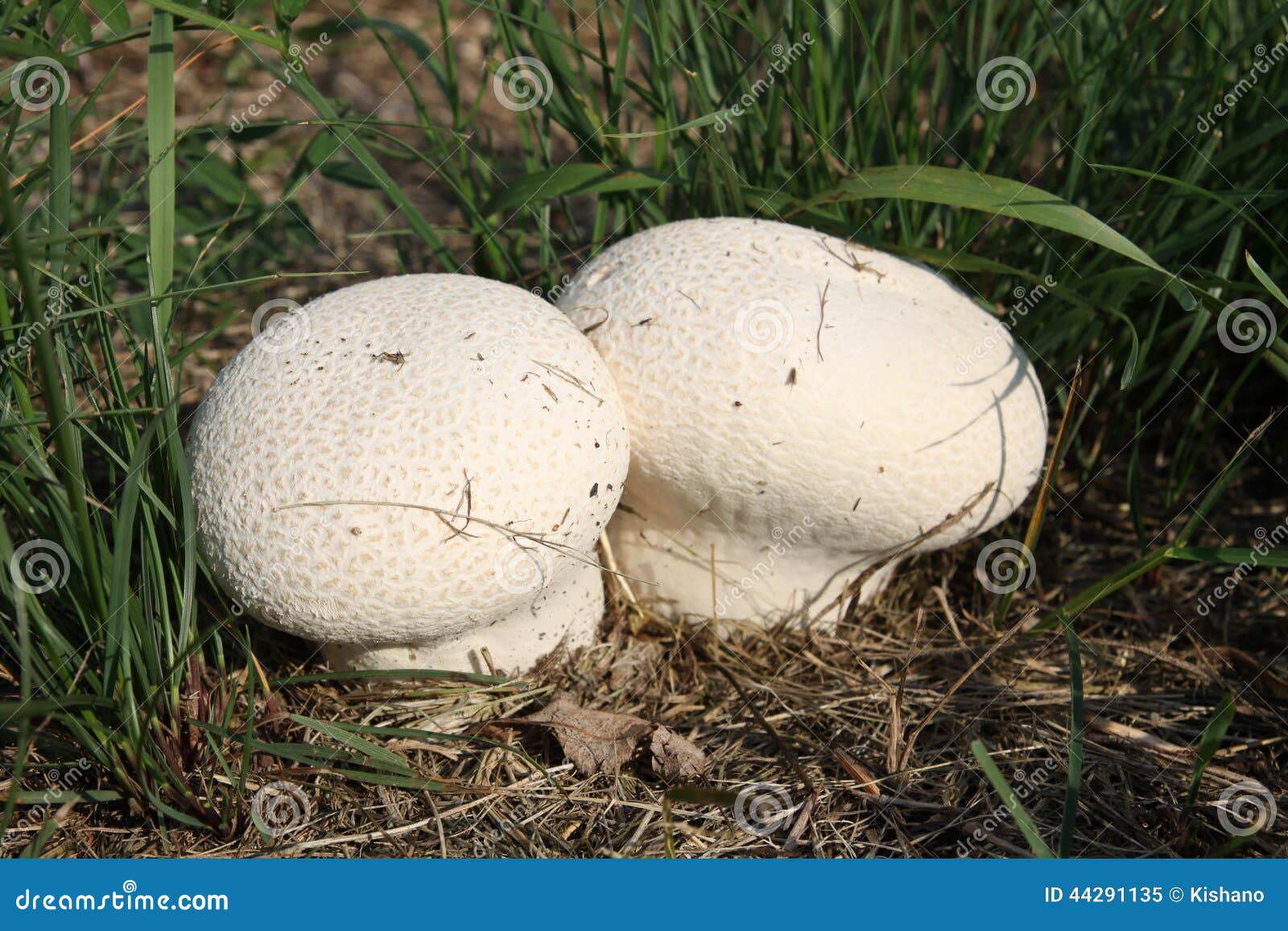 Two big puffballs stock image. Image of autumn, meadow - 44291135